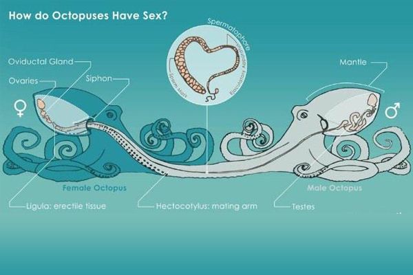 This is how octopuses mate | Scrolller