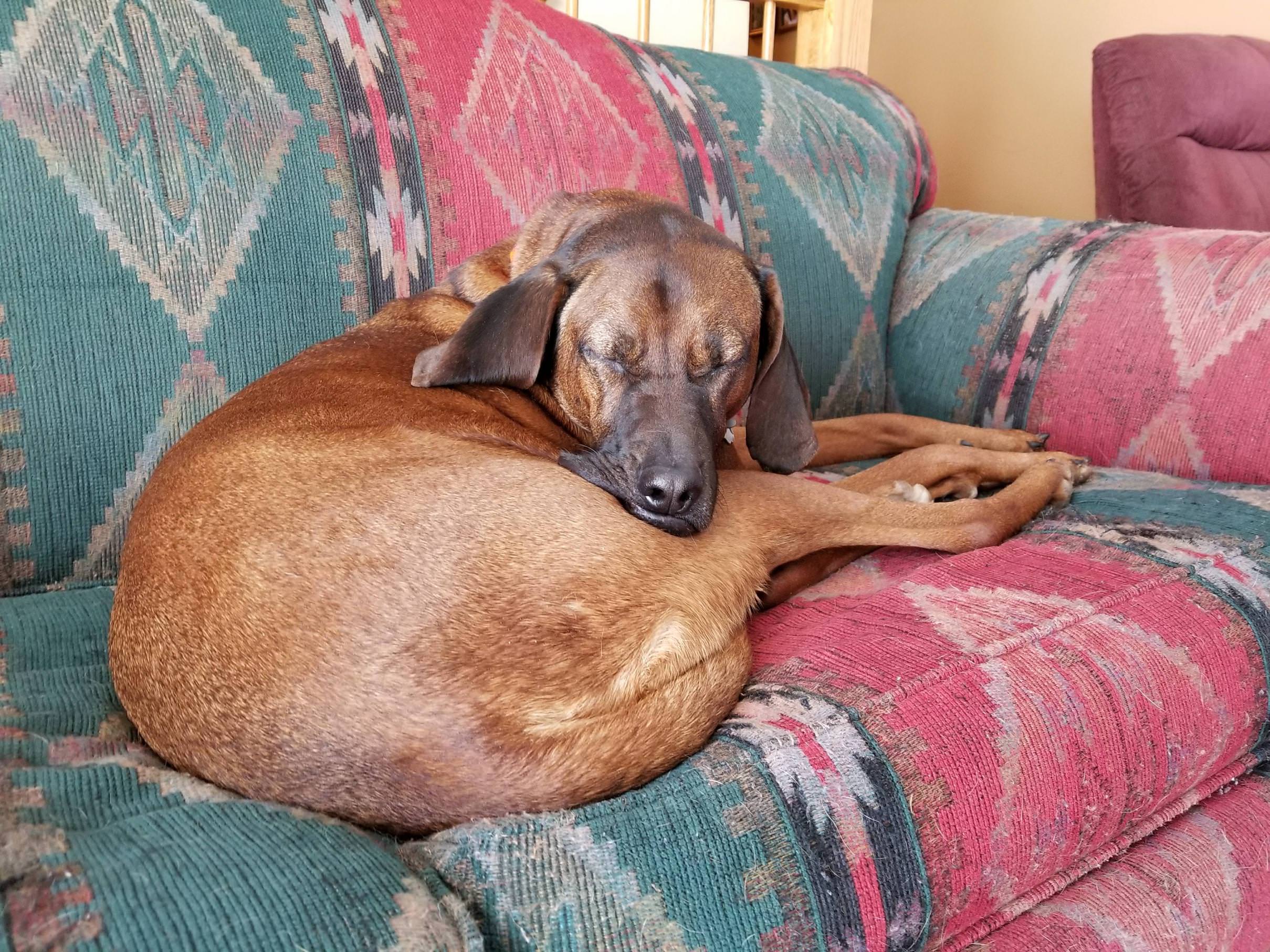 This is how Ziggy decided to sleep. | Scrolller