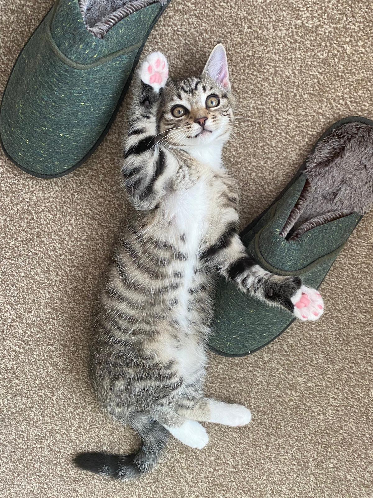 This is Luna, 3 months old and I still can’t believe she’s mine! | Scrolller