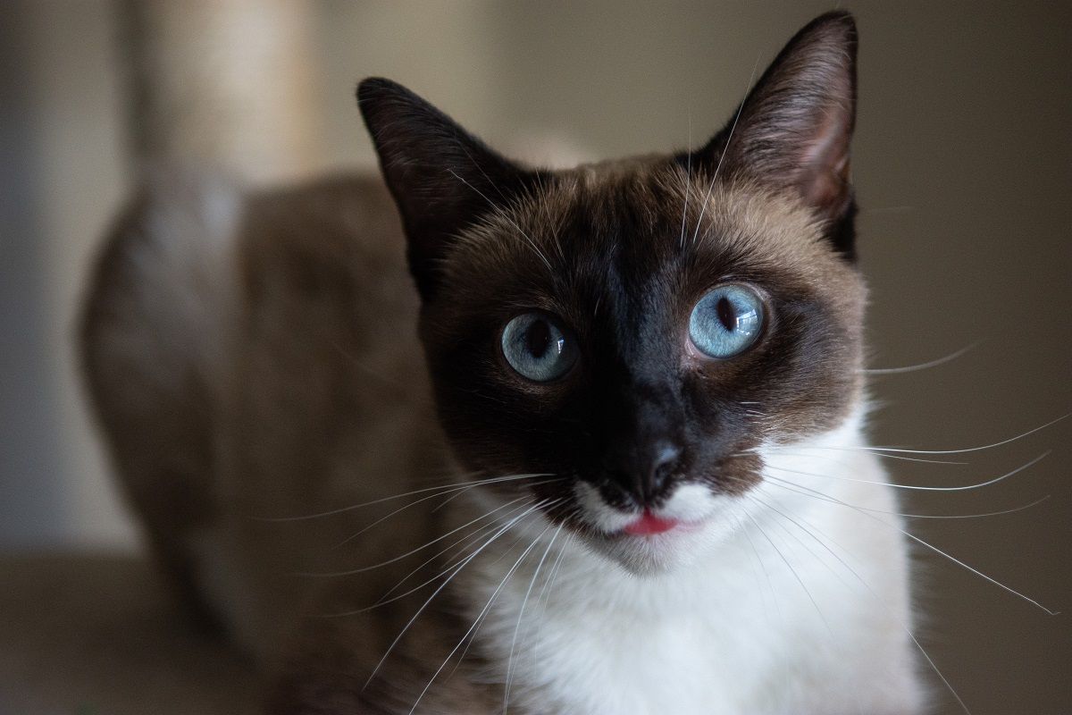 This is Luna and her tongue is always out | Scrolller