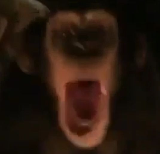 Mfw when r/ape gets private | Scrolller