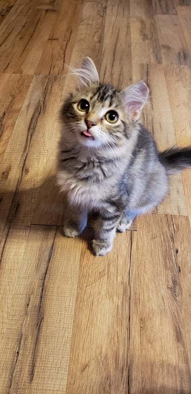 This is Missy, she loves to blep | Scrolller