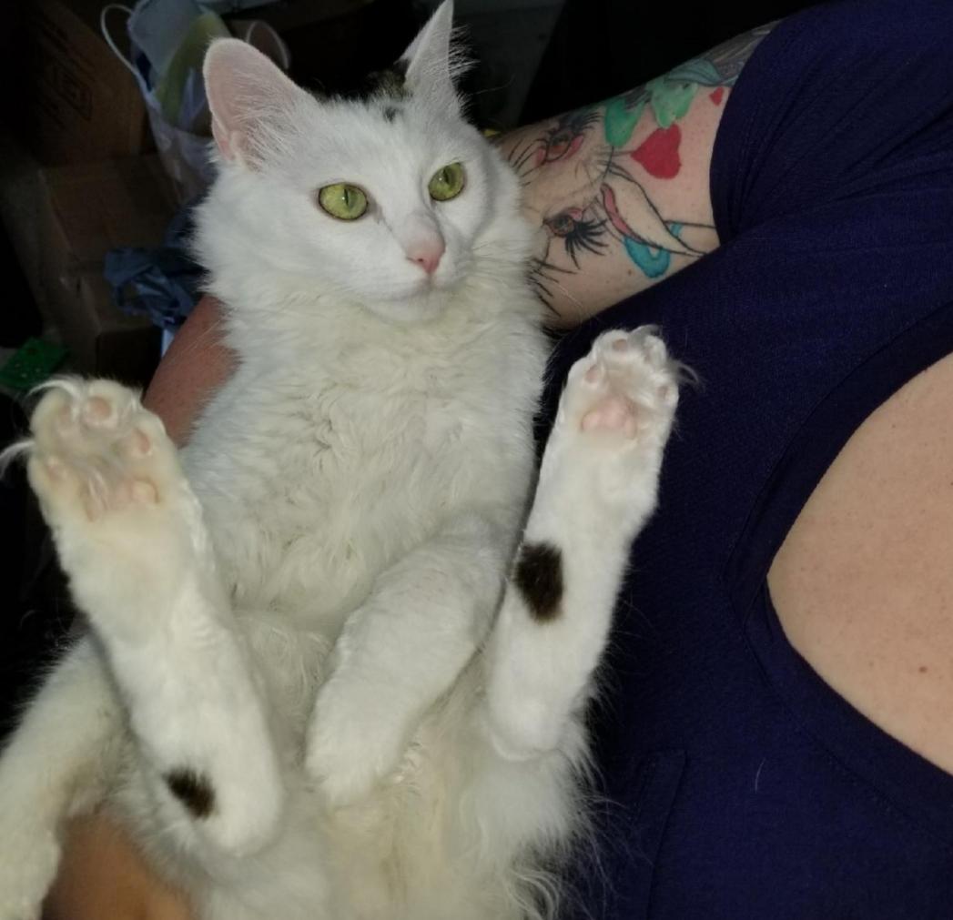 This is Mochi, and some of her floofy toe beans | Scrolller