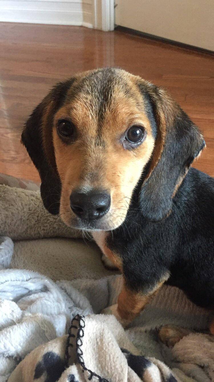 This is my four month old Beagle named Willow! | Scrolller