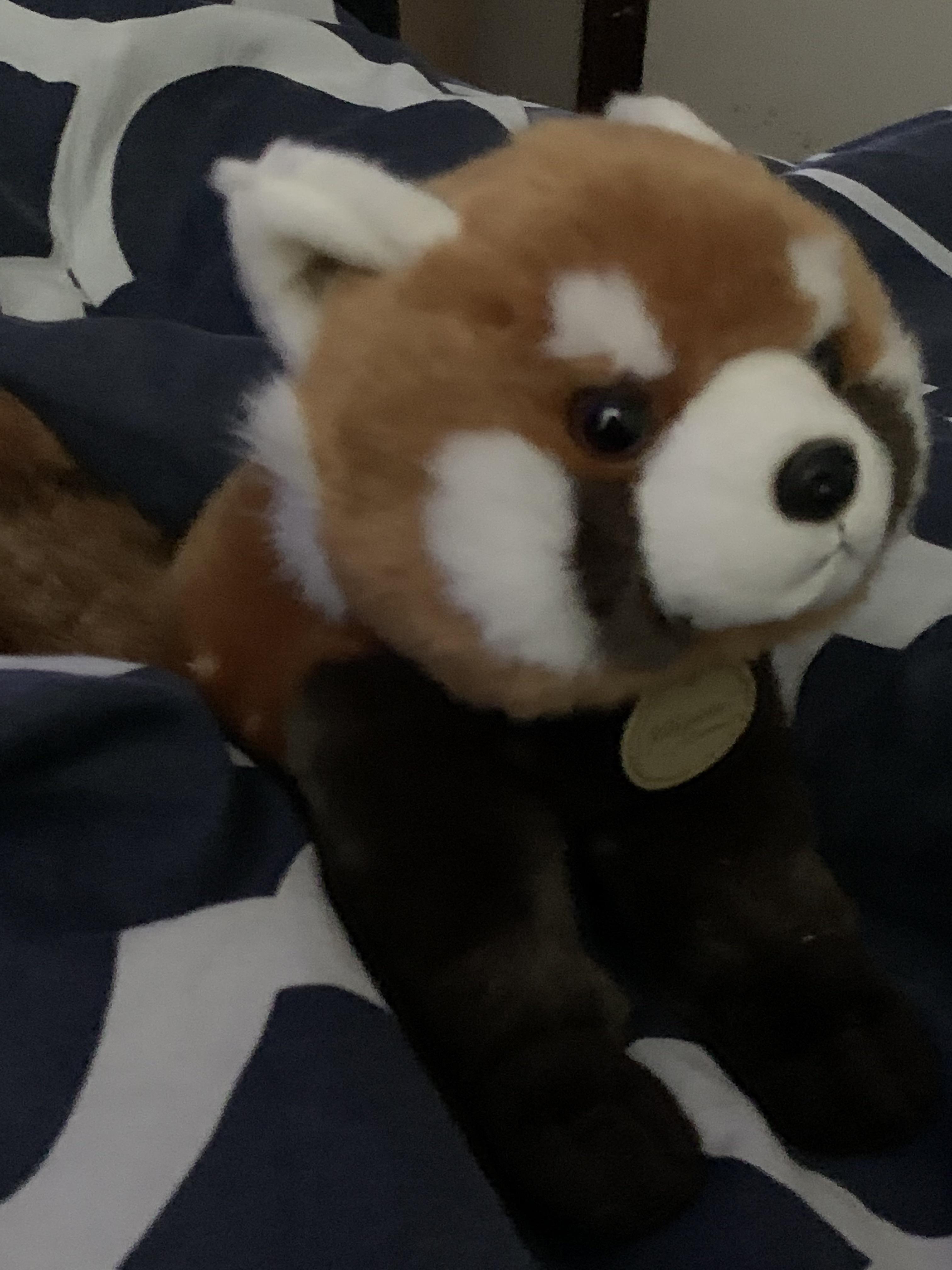This is my red panda runa ️ (look forward to some stuff of her in the near future~) | Scrolller