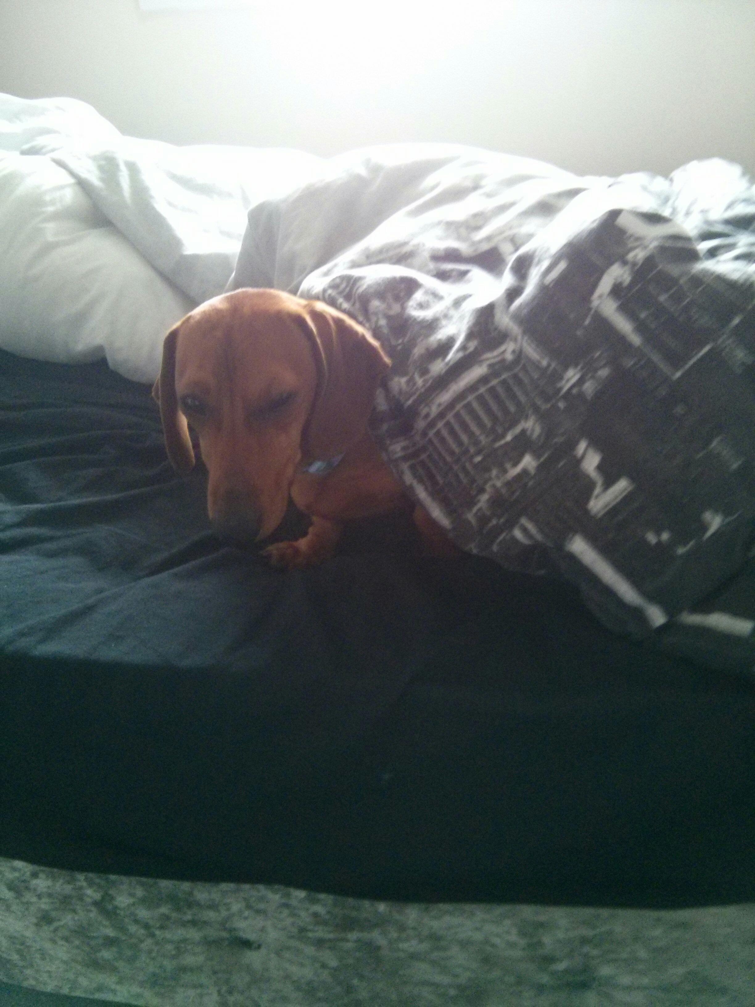 This is Oscar, he's not a morning pupper. | Scrolller