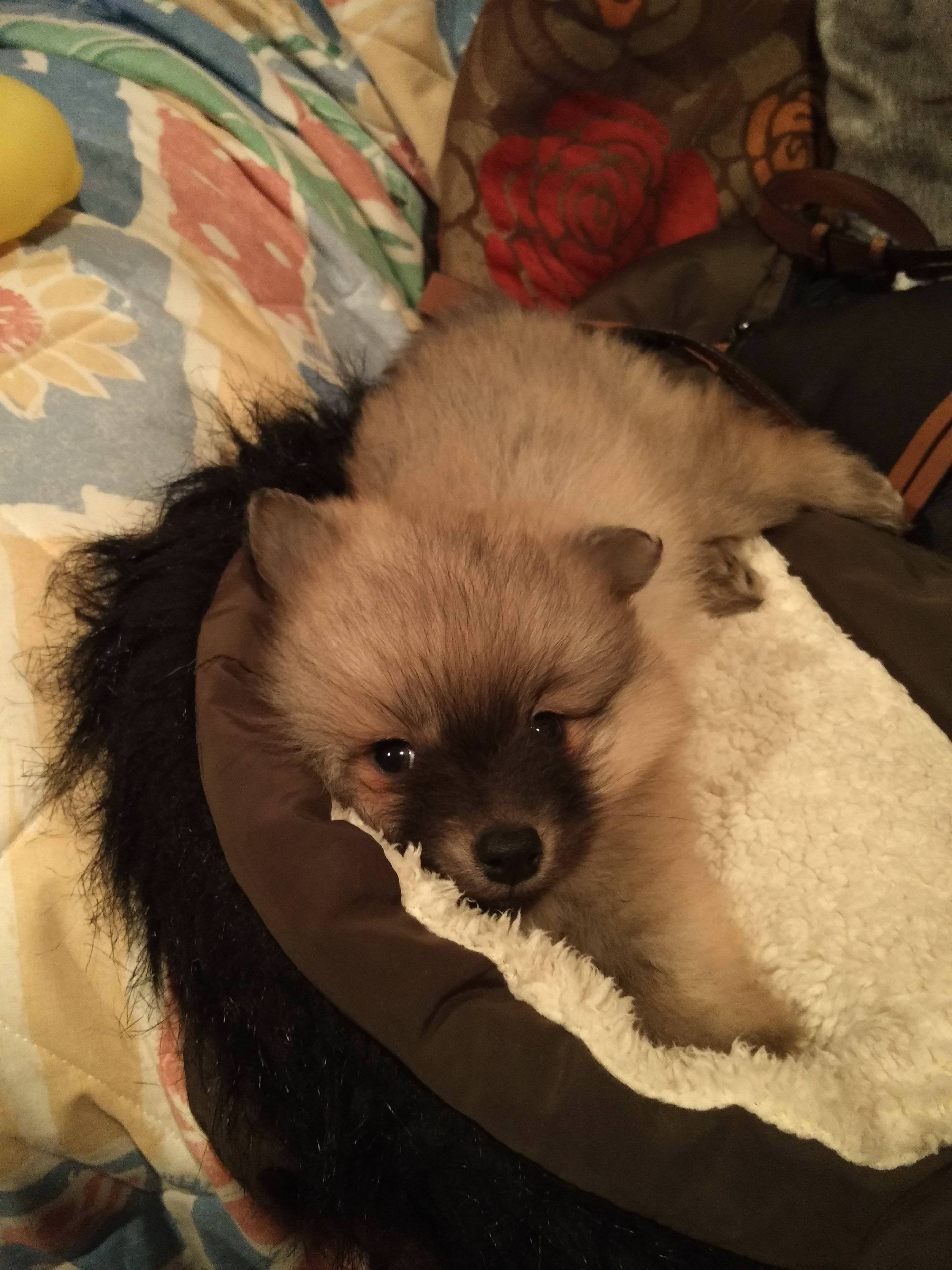This is our new Pomeranian, Teddy | Scrolller