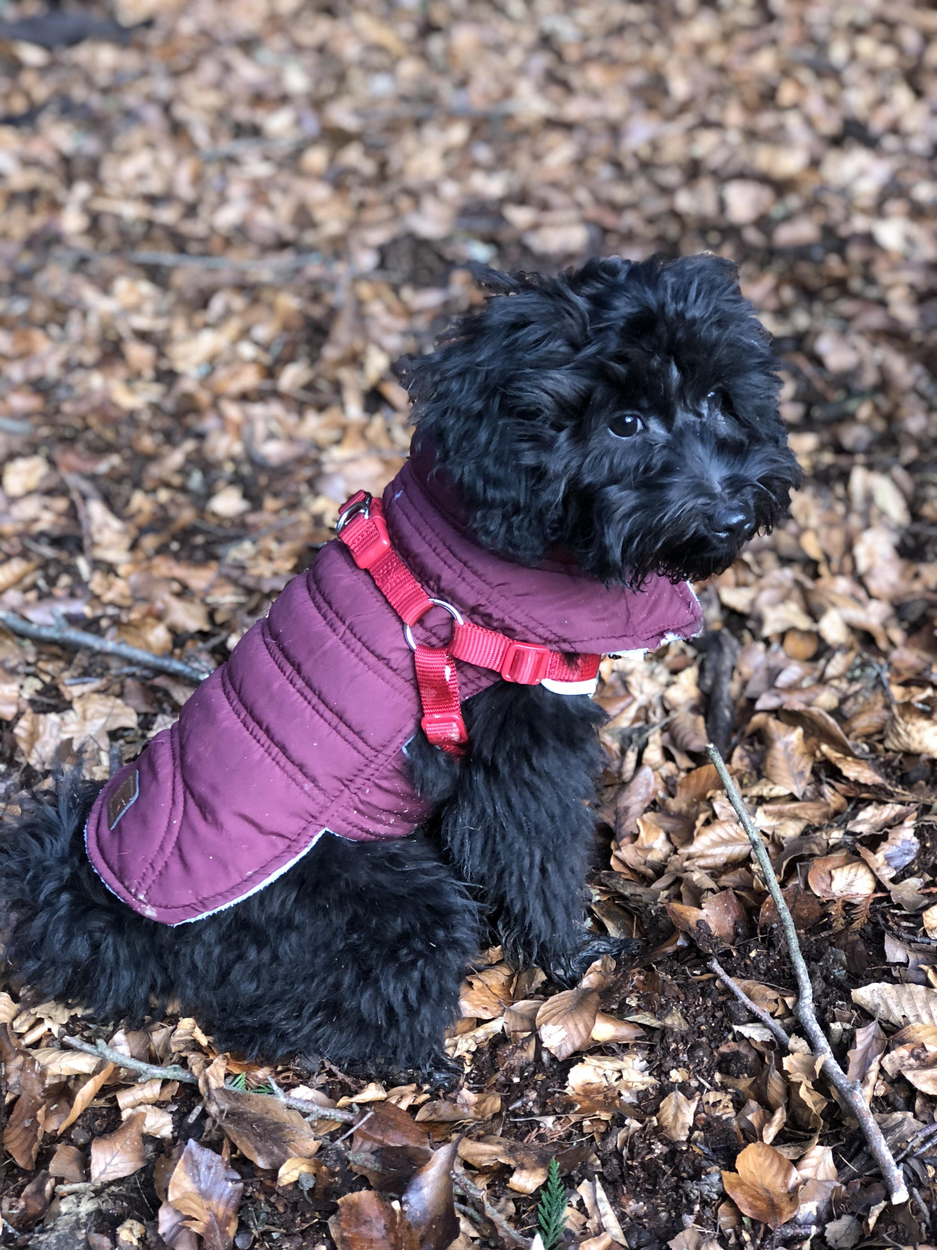 This is Ros, she’s 5 months. She mostly eats leaves. | Scrolller