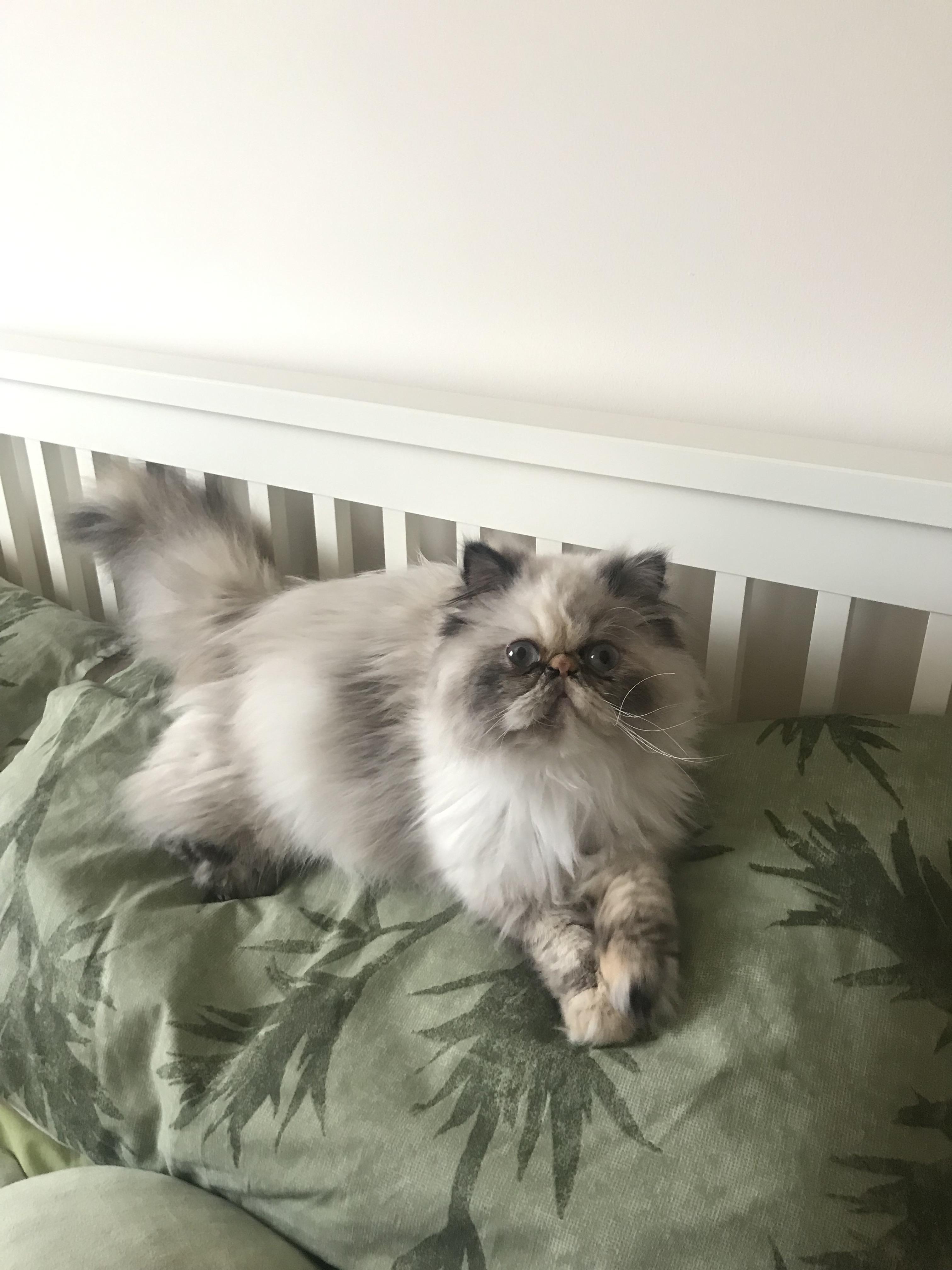 This is Rosie, I got her and her brother about a year ago. Such affectionate cats! | Scrolller