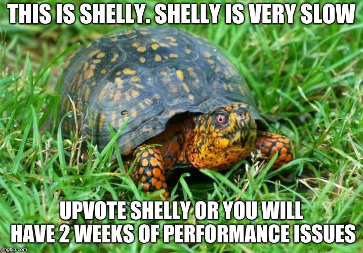 This is Shelly | Scrolller