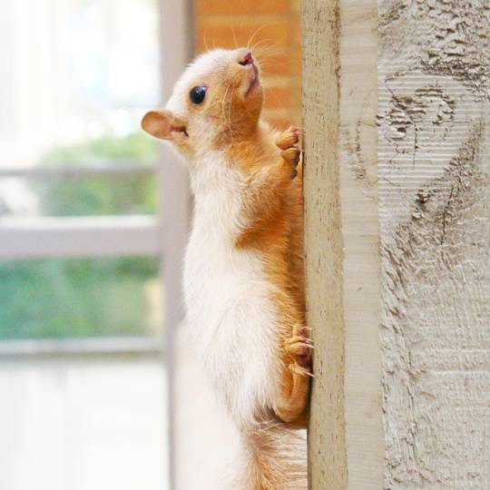 This is Sweetpea. She's a leucistic baby fox squirrel. As you can tell, she is very shy. | Scrolller