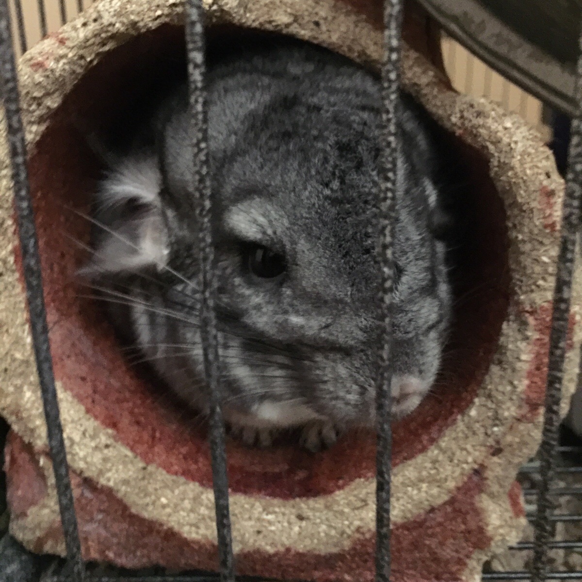 This is the definition of the chinchilla pouty face | Scrolller