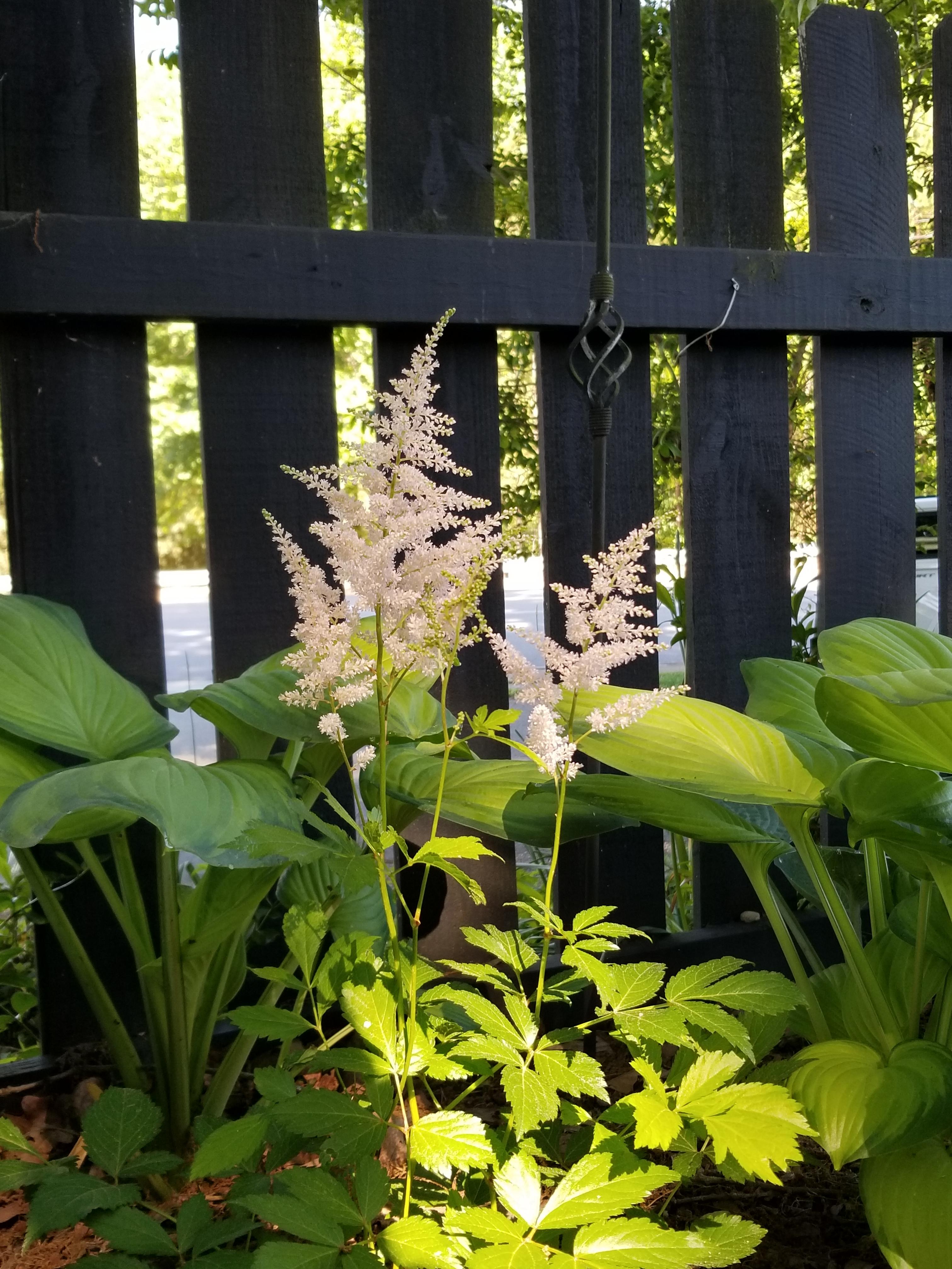 This is the first time blooming | Scrolller