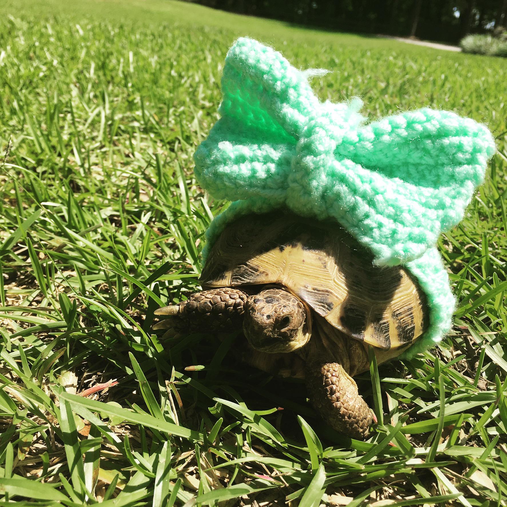 This is Theia. My little Russians tortoise. | Scrolller