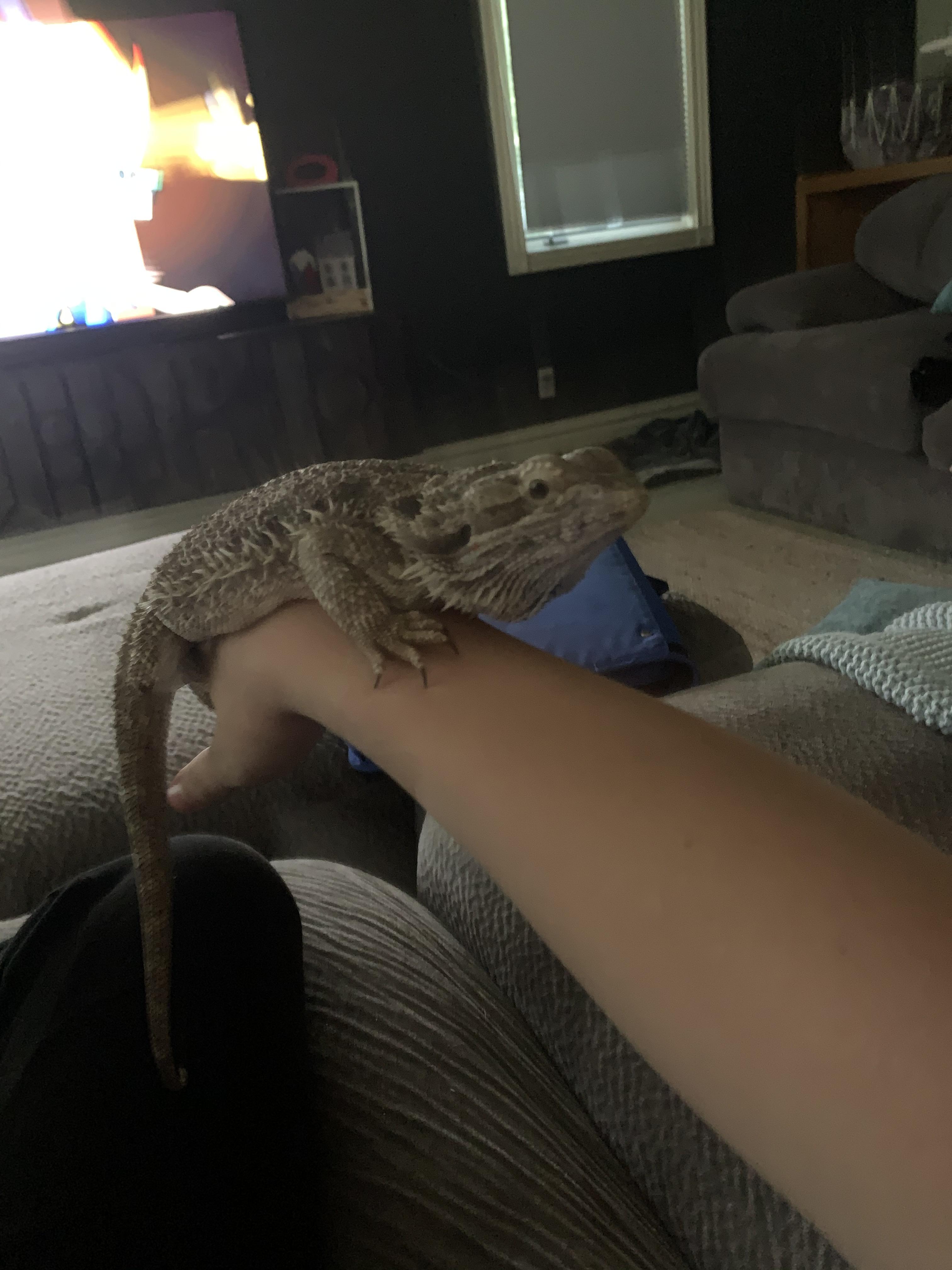 This is tubby the lizard she’s a bearded dragon and is 2 years old | Scrolller