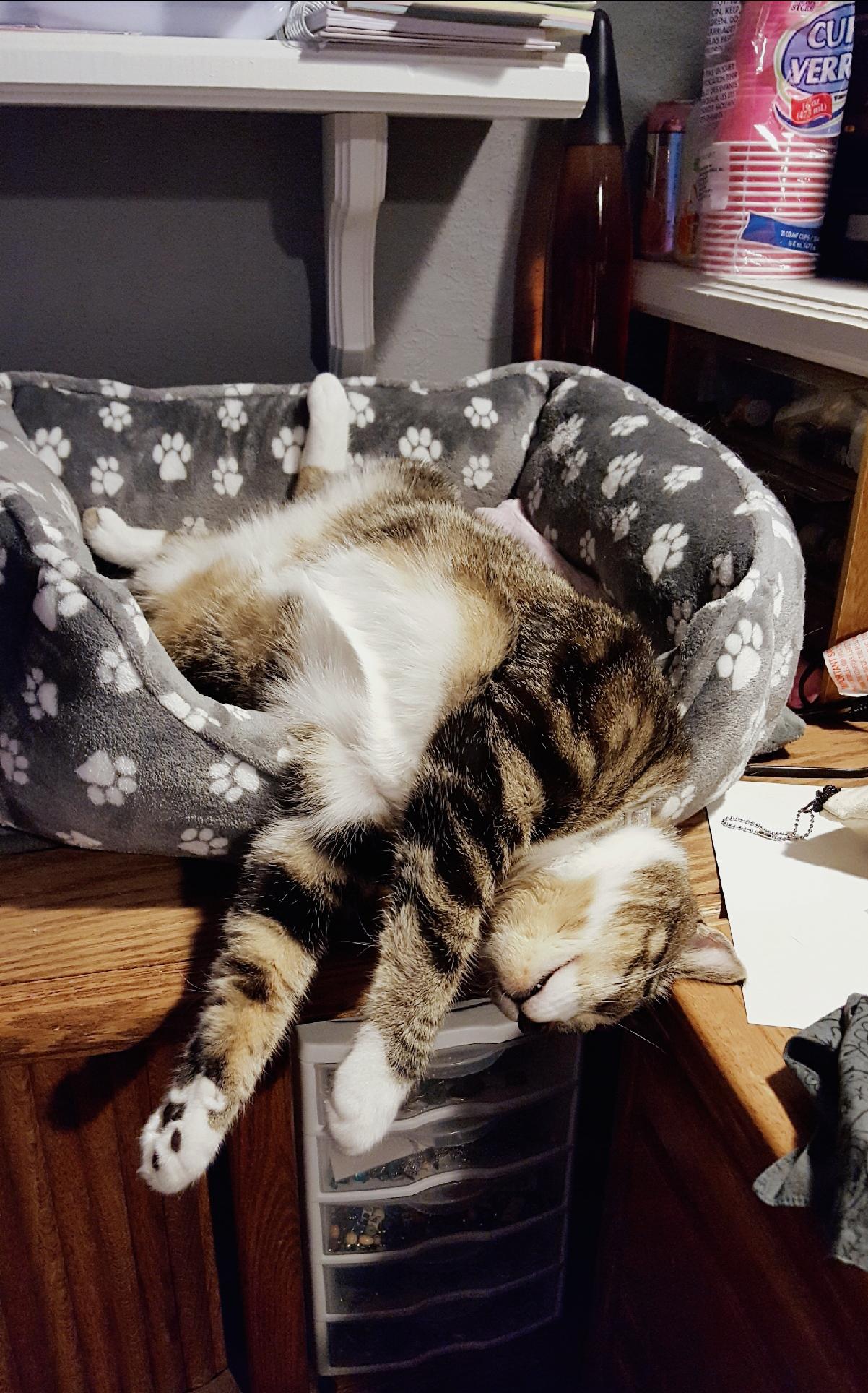 This Is Zoey Shes Always Sleeping In Funny Positions Scrolller