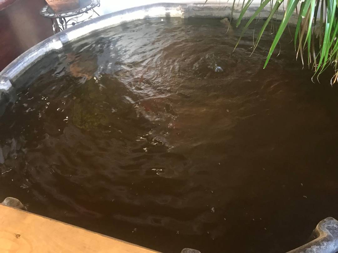 This koi “pond” at a local taekwondo studio. Can’t even see the poor fish | Scrolller