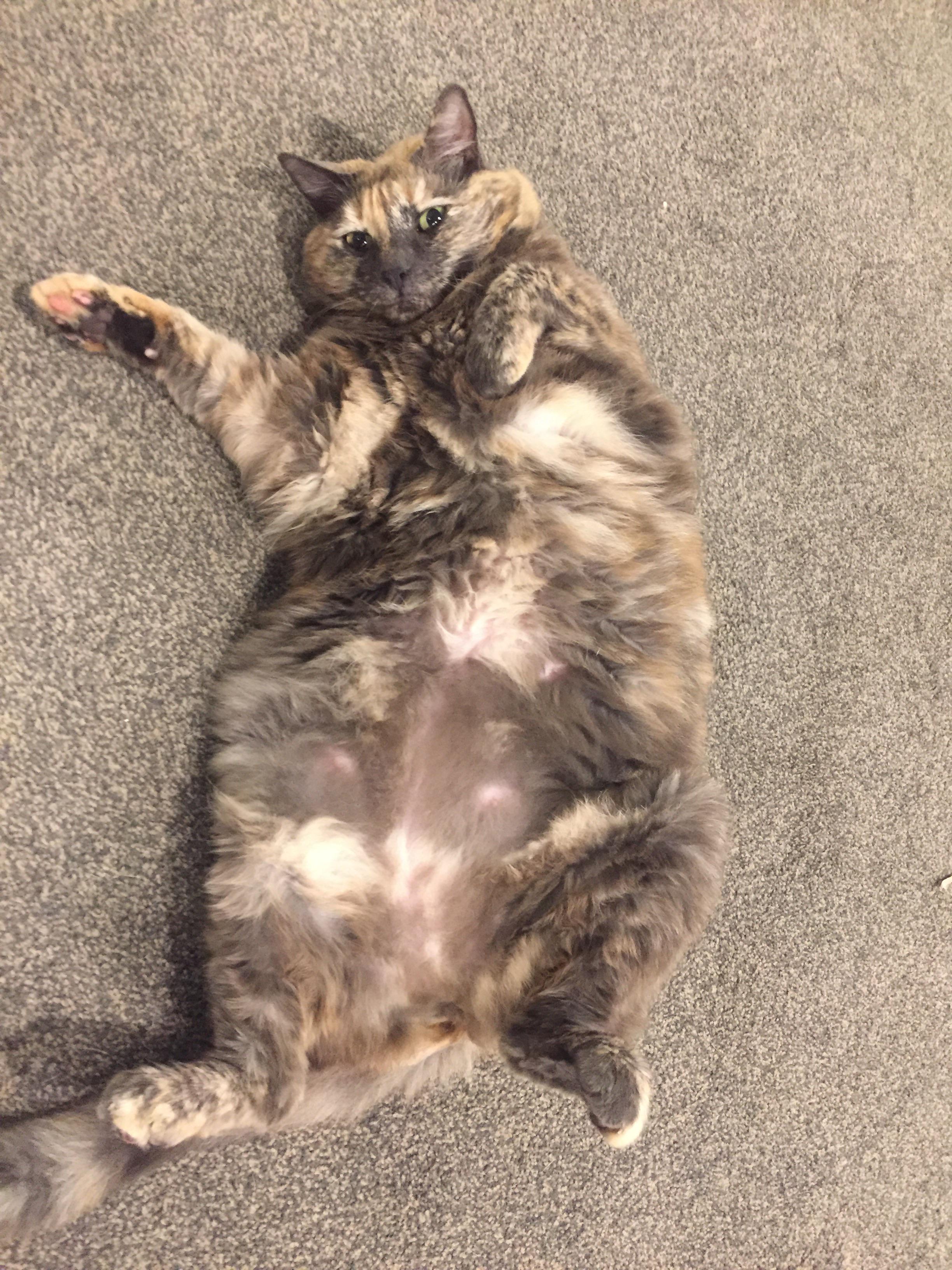 This lady hit the cat nip too hard | Scrolller