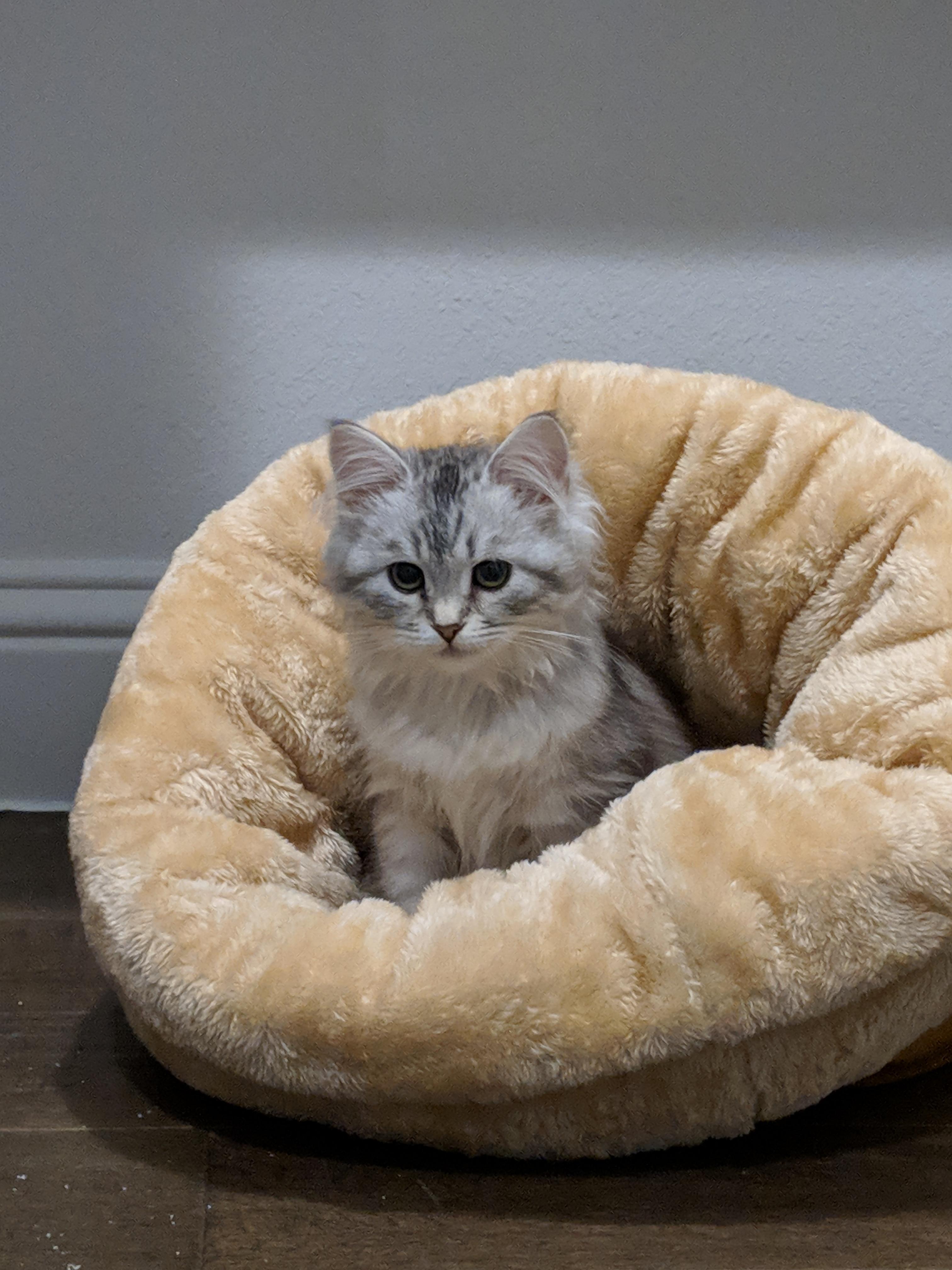 This little ball of floof I got yesterday | Scrolller