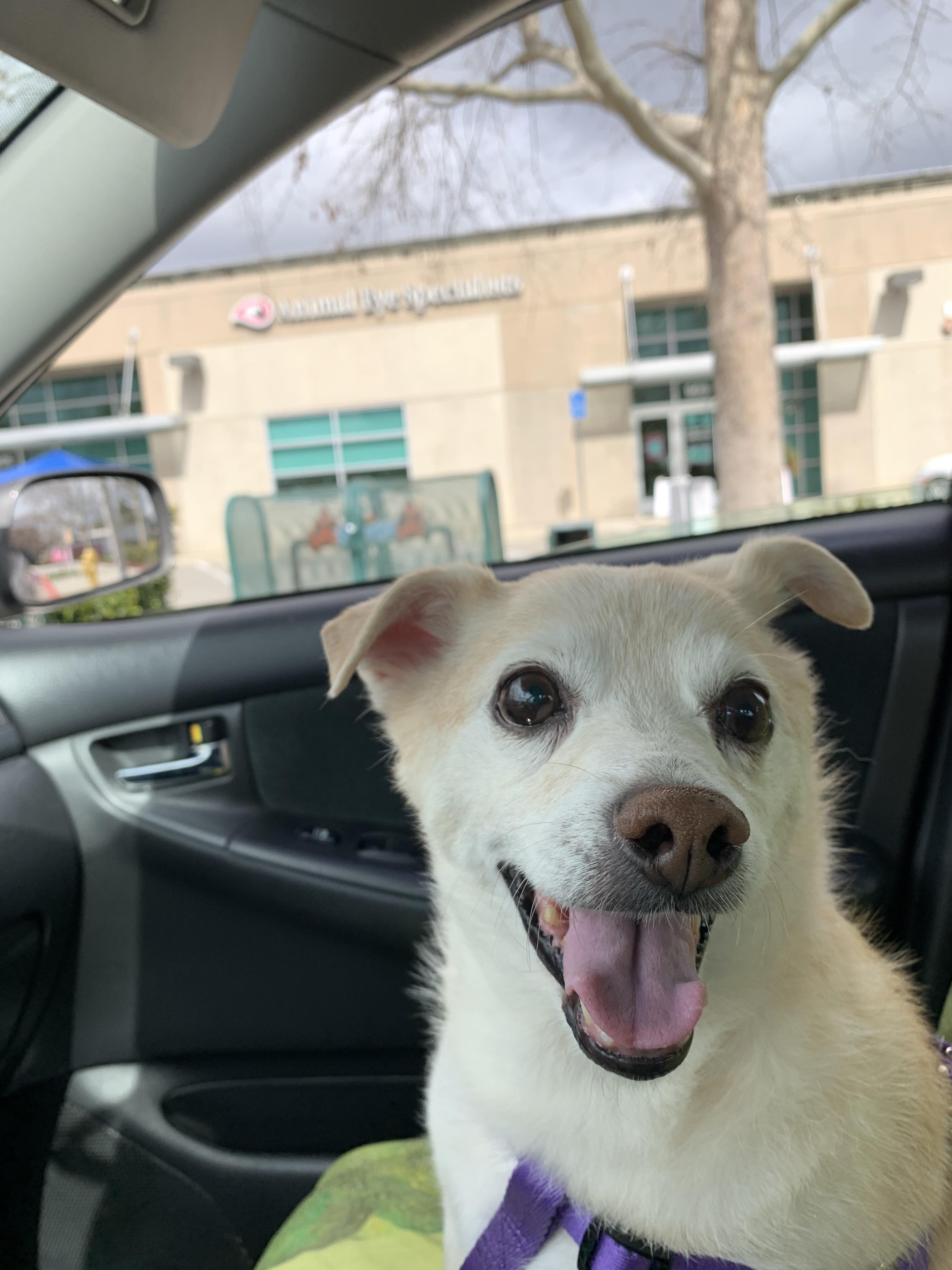 This little Doge is now fully blind but still so very happy. ( Dip distraction) | Scrolller