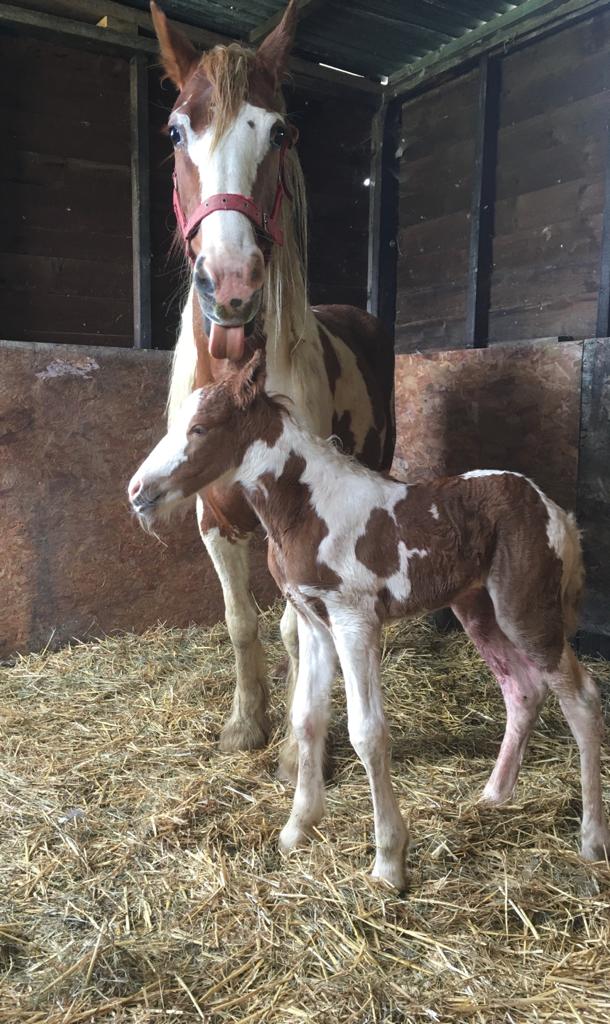 Mama horse go blup | Scrolller