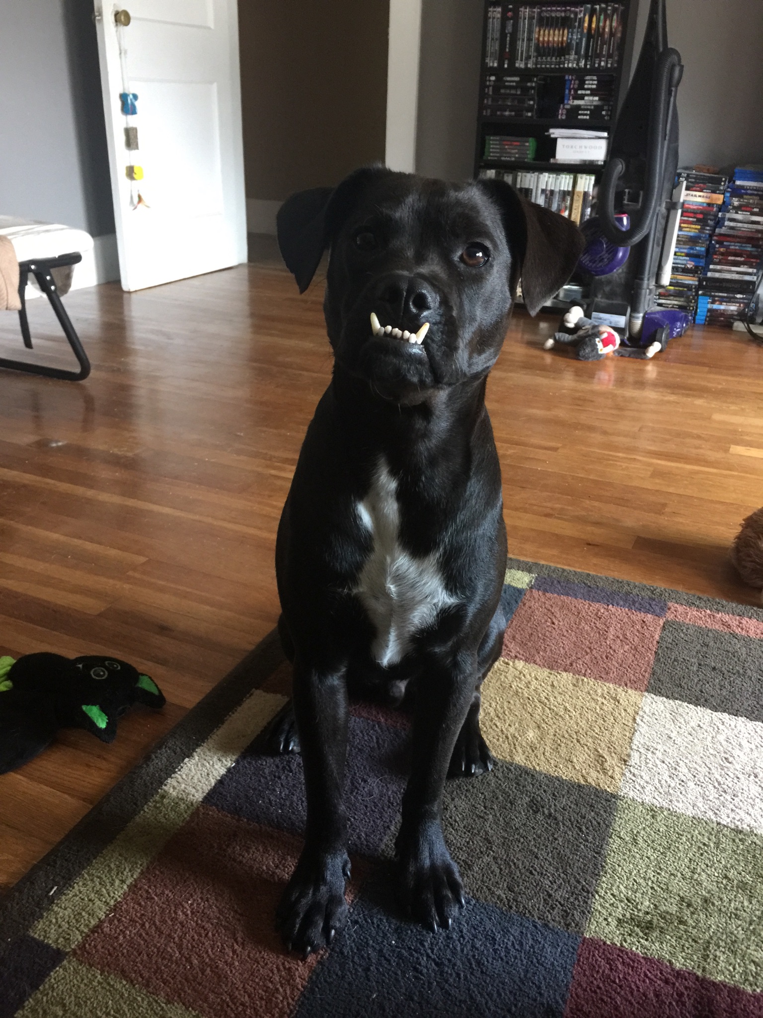 This little goblin. | Scrolller