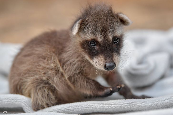 This little guy just made his grand debut - meet Simon from Debrecen | Scrolller