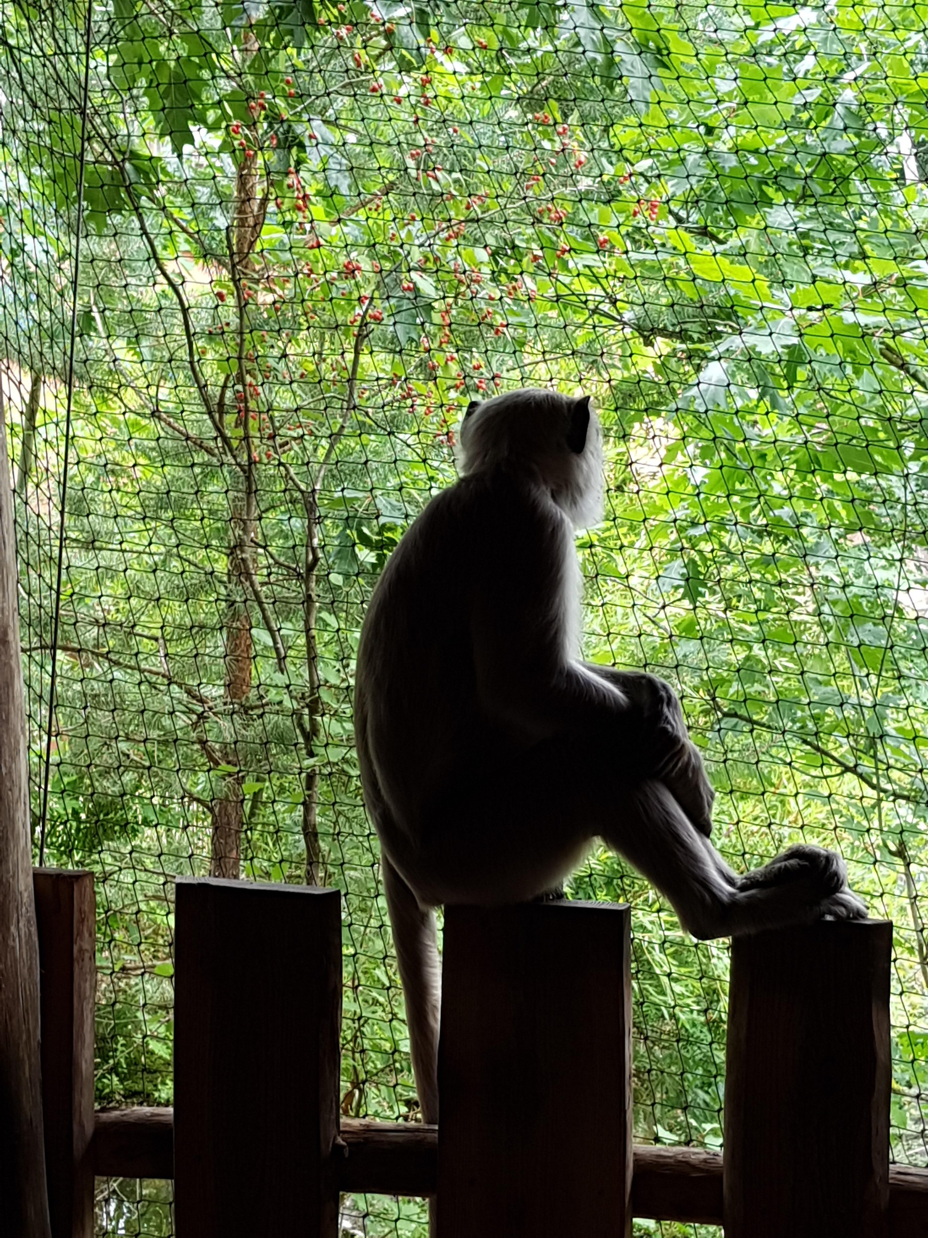 This monkey looking hella contemplative | Scrolller