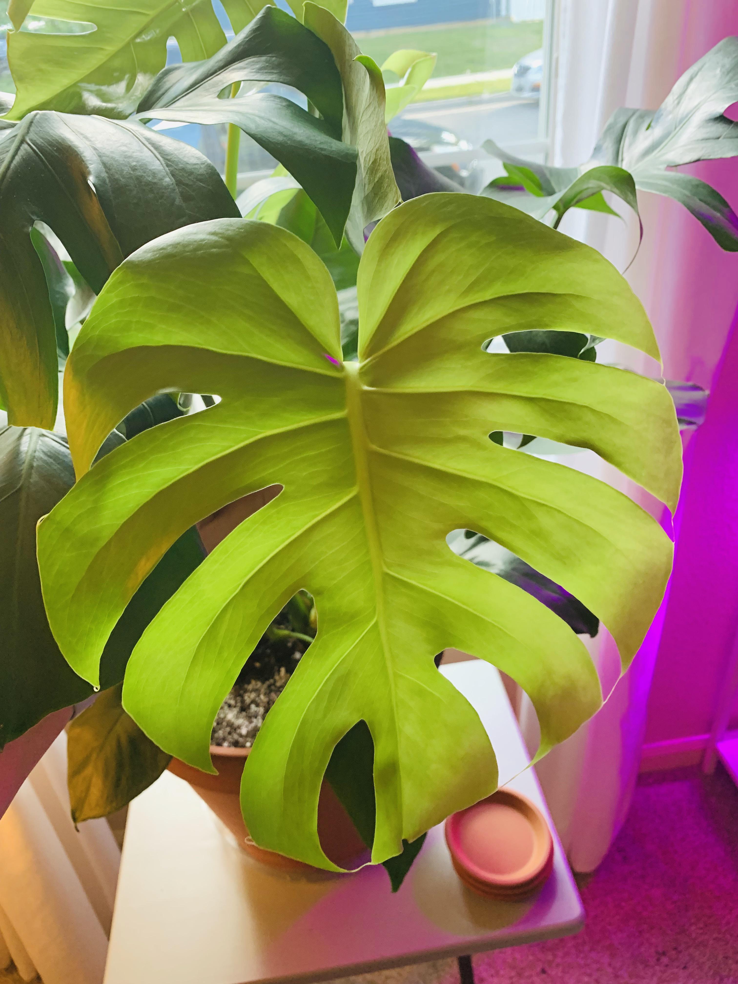 This most perfect new leaf! 💚 | Scrolller