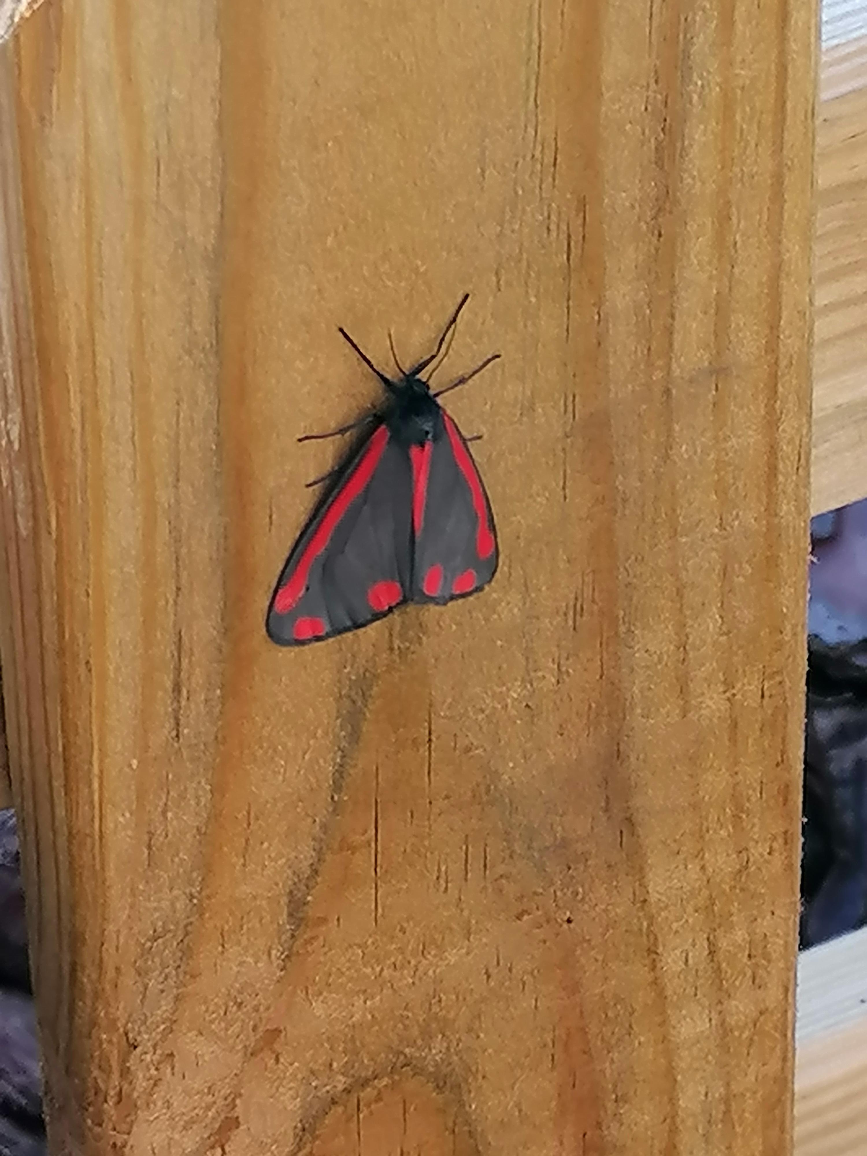 This moth | Scrolller