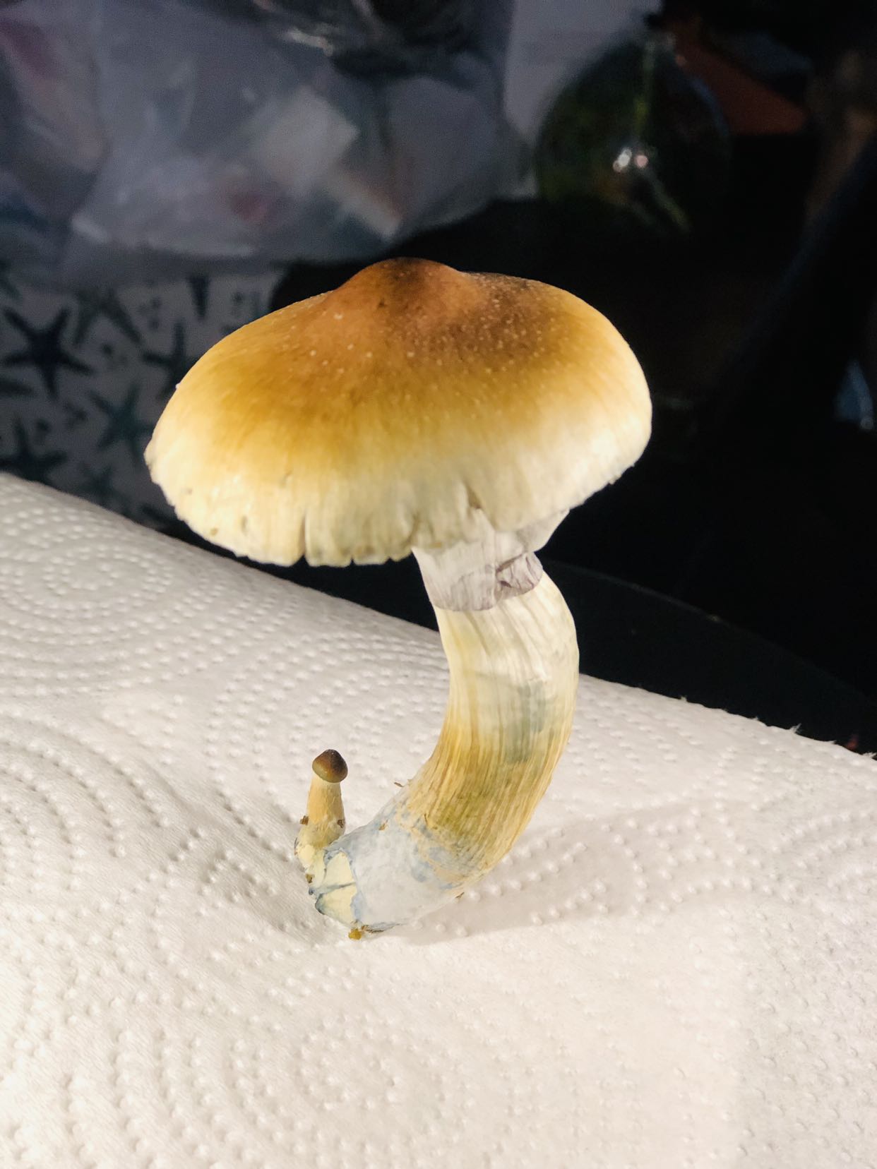 This must be a boy mushroom | Scrolller