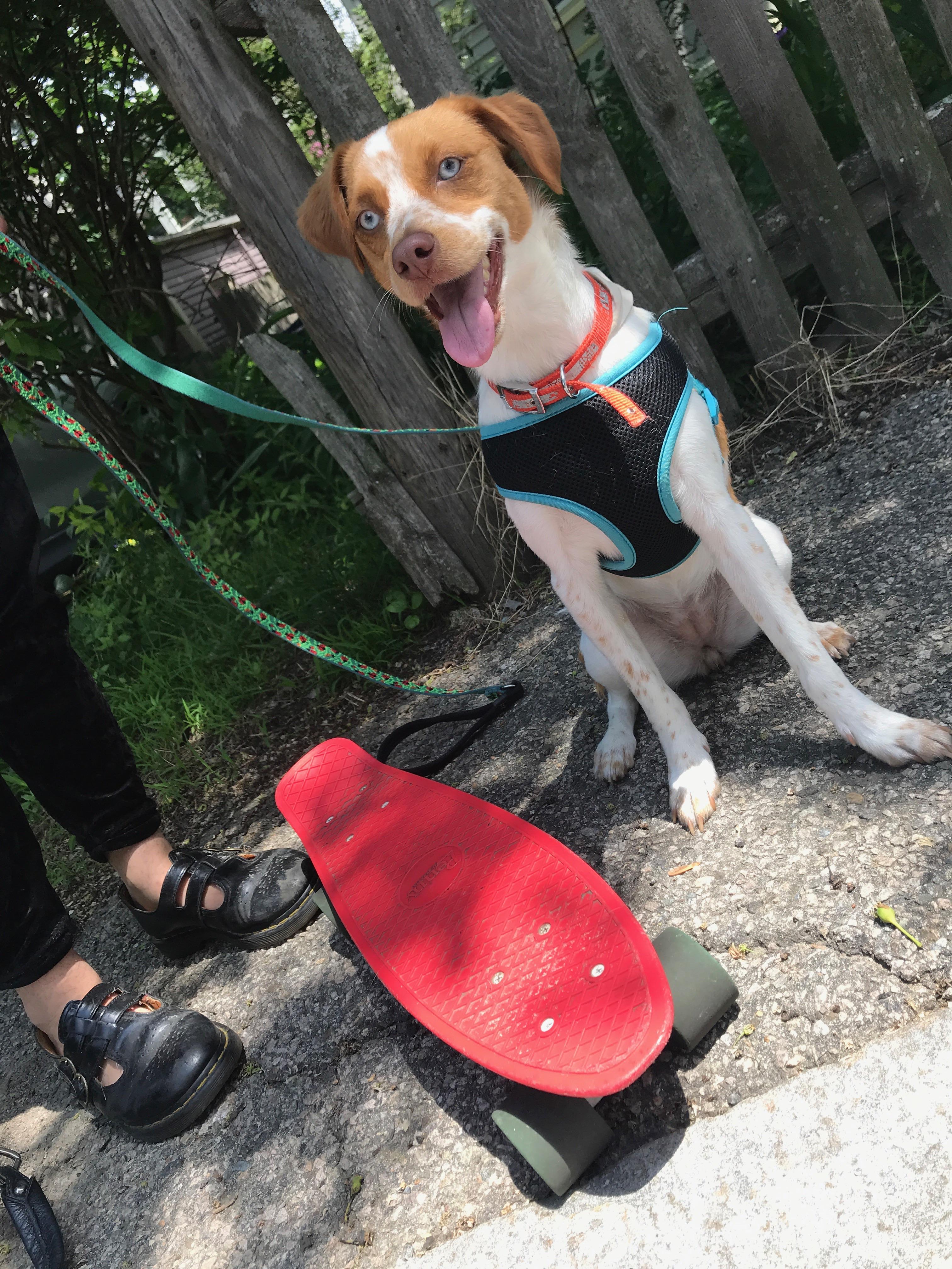 This my mutt Nancy Drew Barrymore! | Scrolller