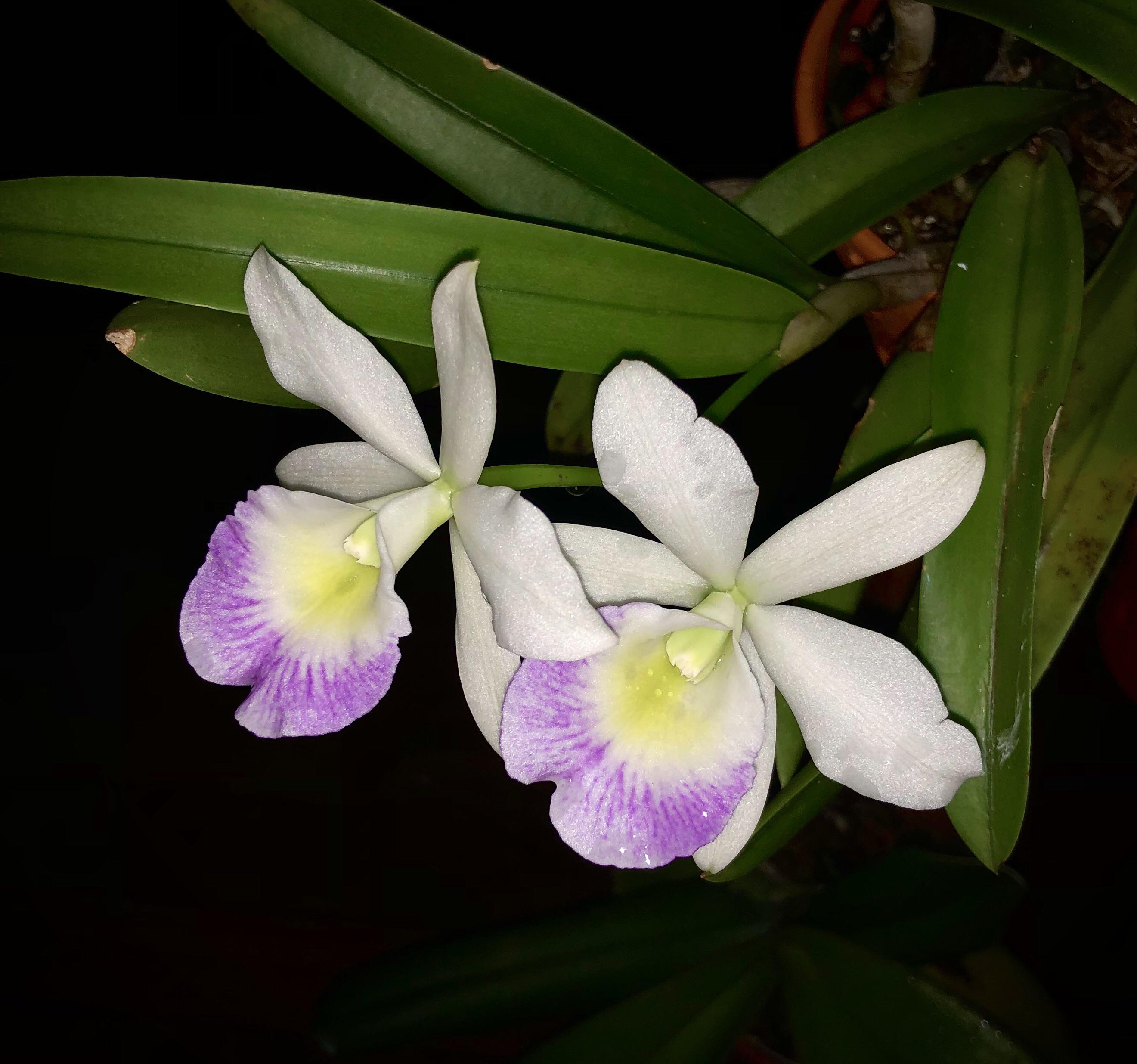 This Night shot really makes them pop | Scrolller