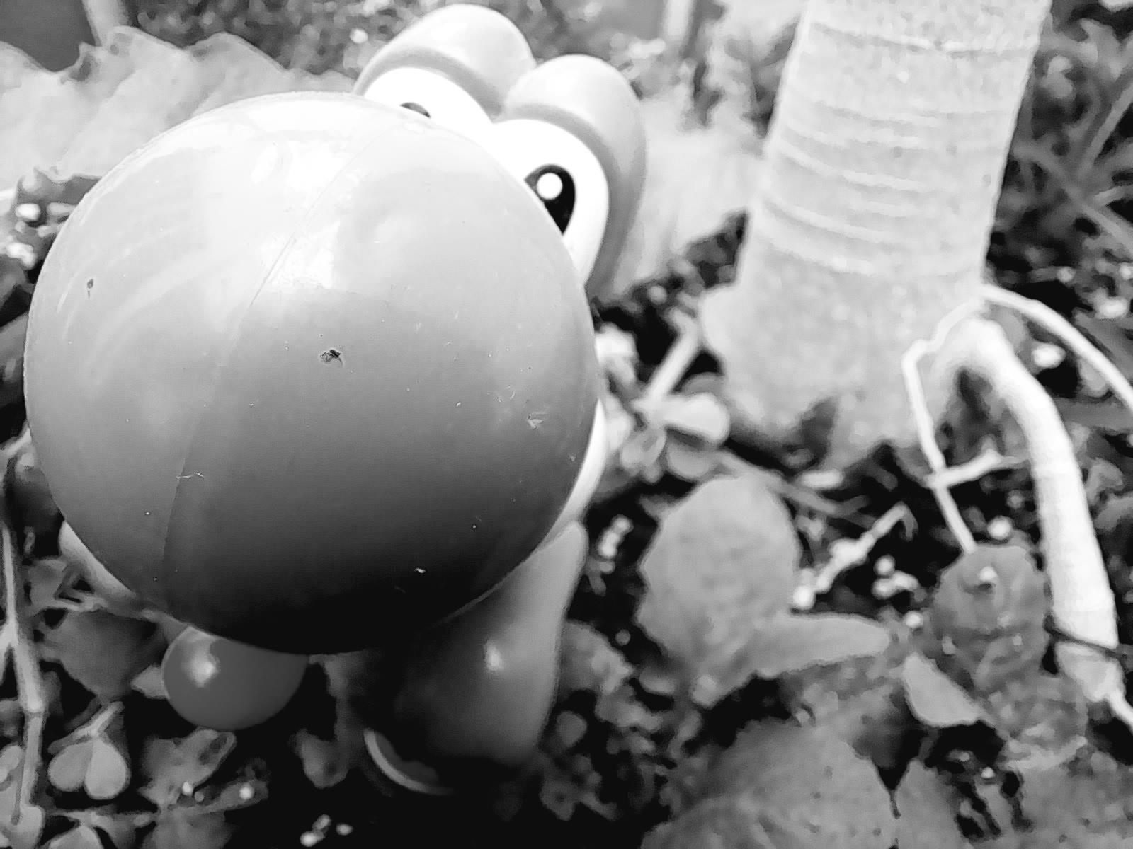 This pic is Yoshi taking a walk. Taken with Samsjng A21. | Scrolller