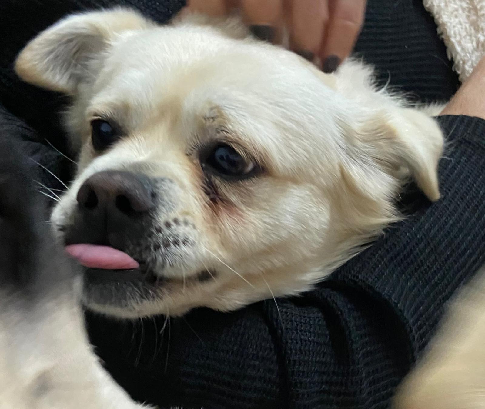 This picture of my dog | Scrolller