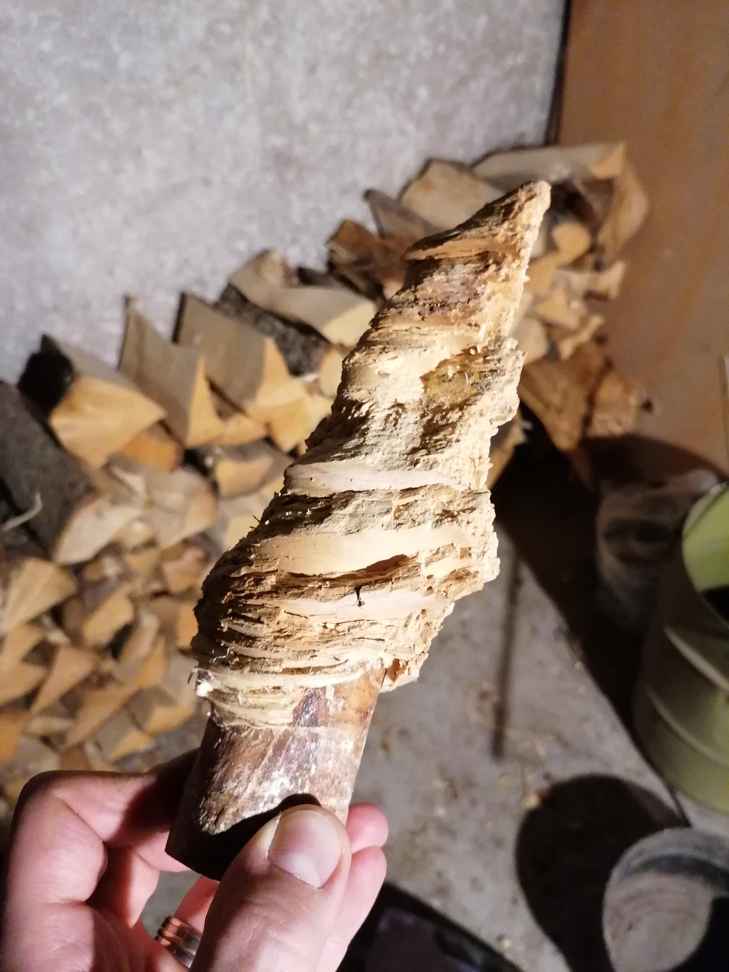 This piece of spruce looks like a torch | Scrolller