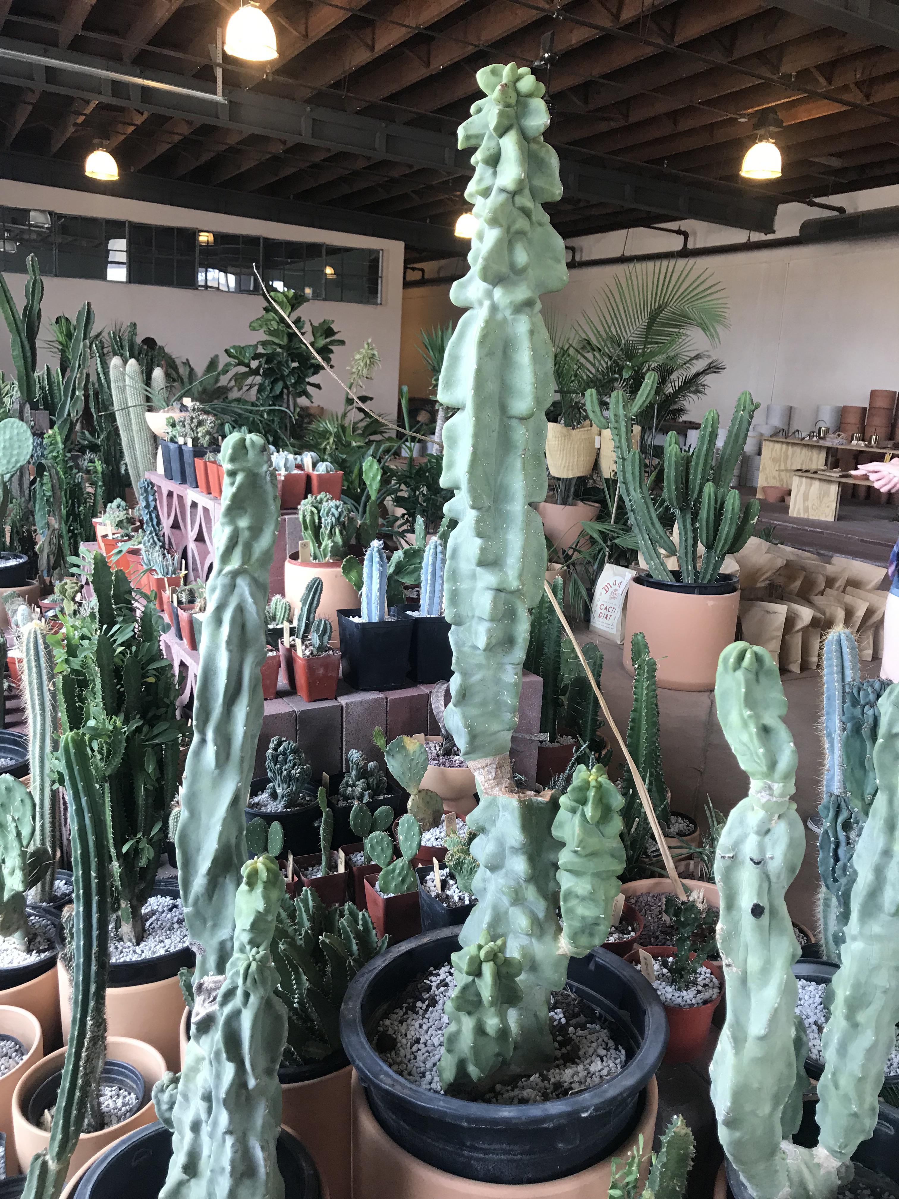 This plant shop is FULL of massive cacti | Scrolller