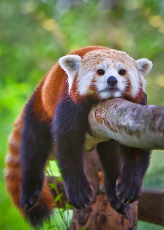 This red panda is done for the week | Scrolller