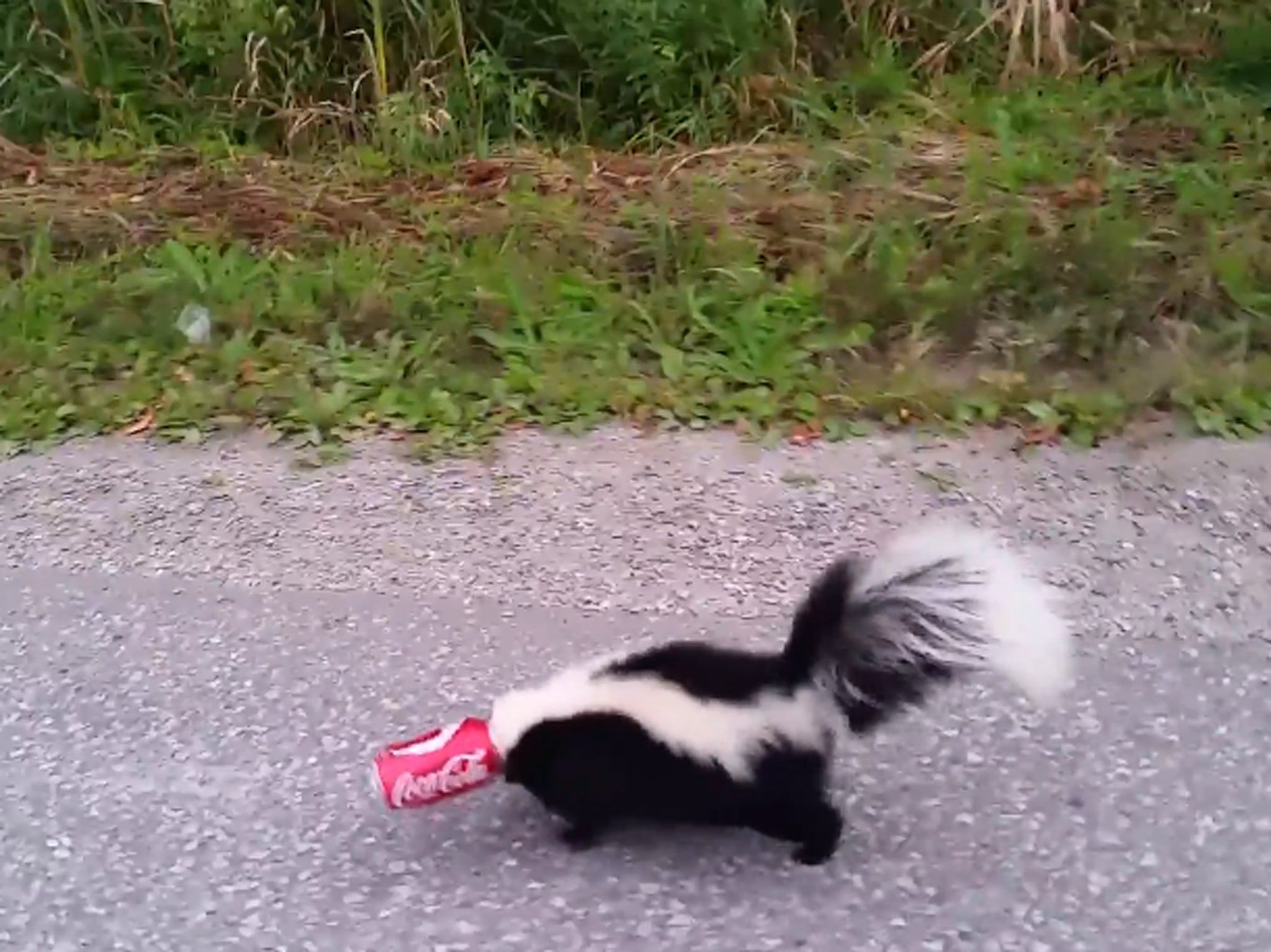 This skunk is acting silly caw caw | Scrolller