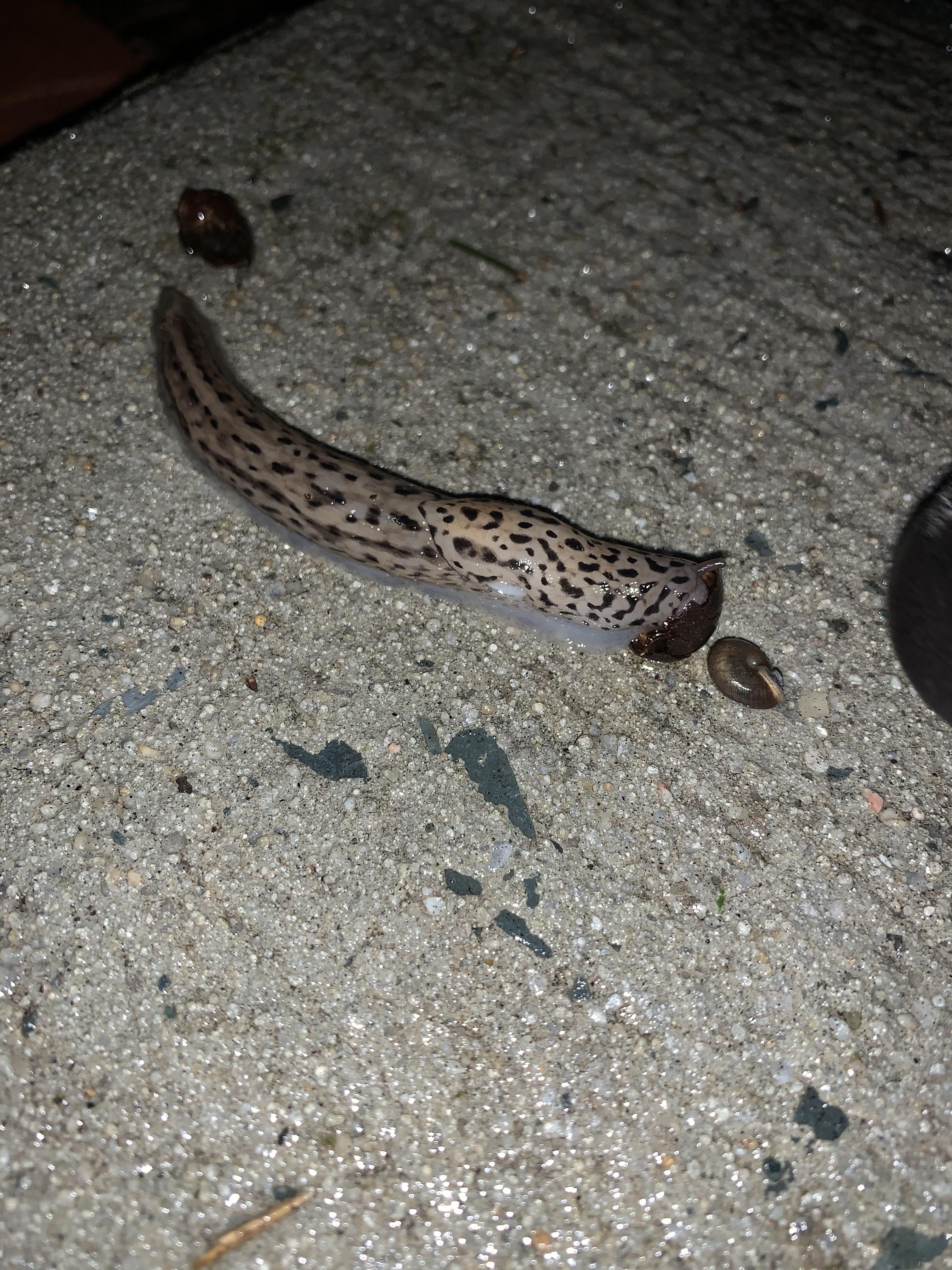 This slug is eating the inside of an acorn | Scrolller