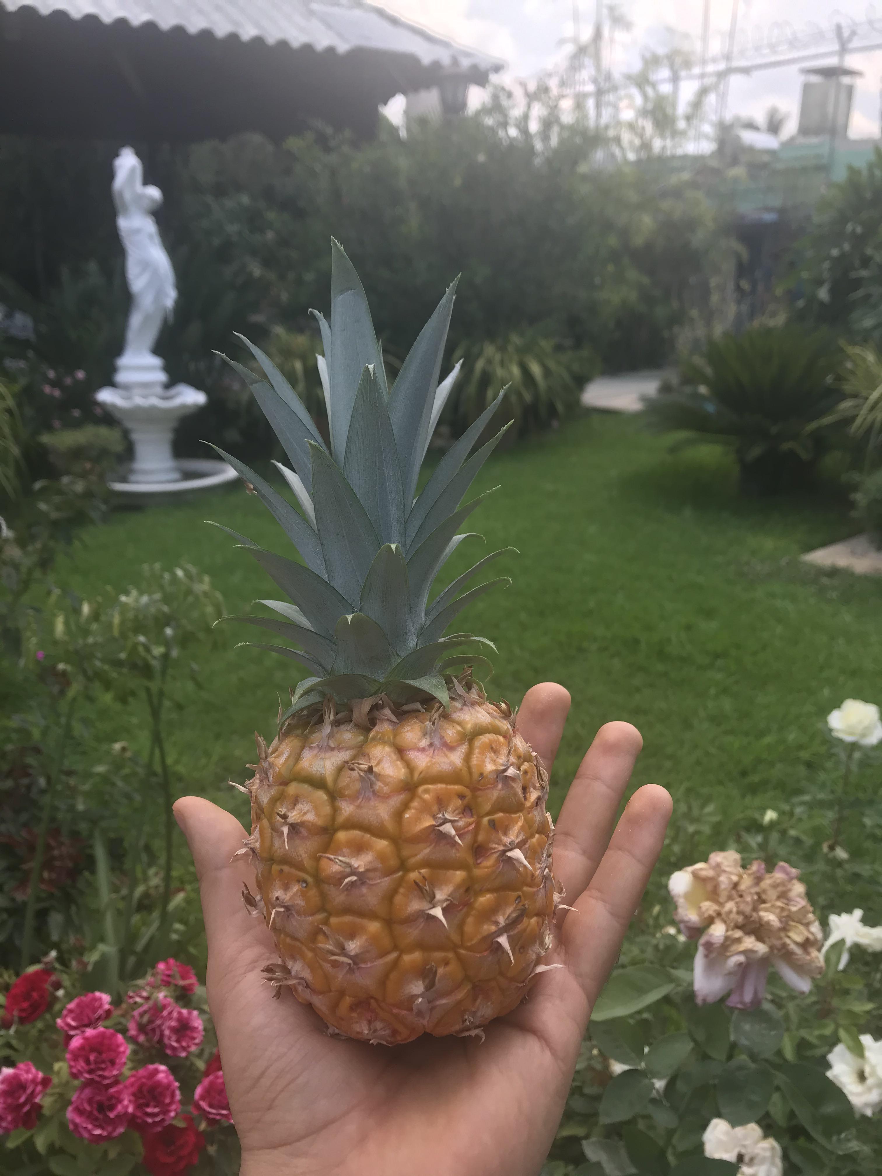 This smol pineapple | Scrolller