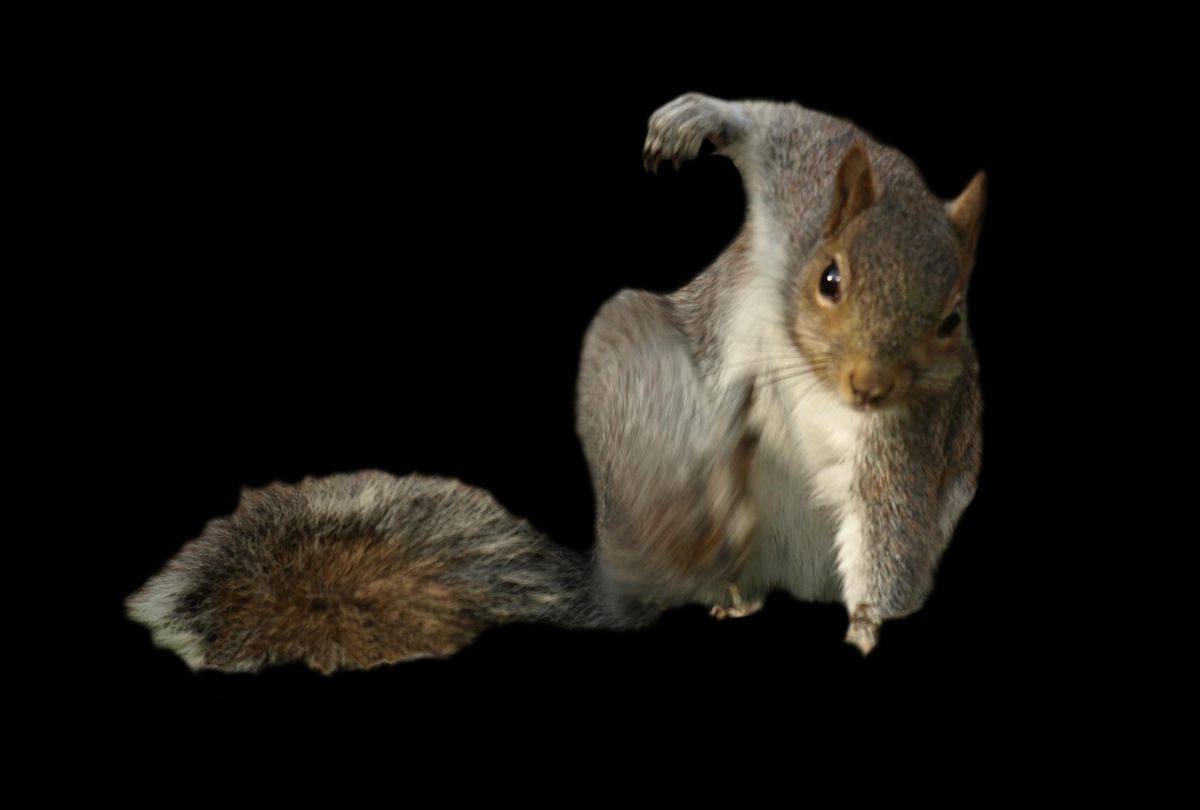 This squirrel doing a super hero pose | Scrolller