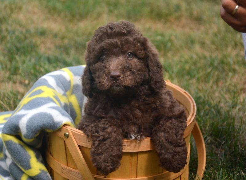 This sub needs some activity! Meet Callie | Scrolller