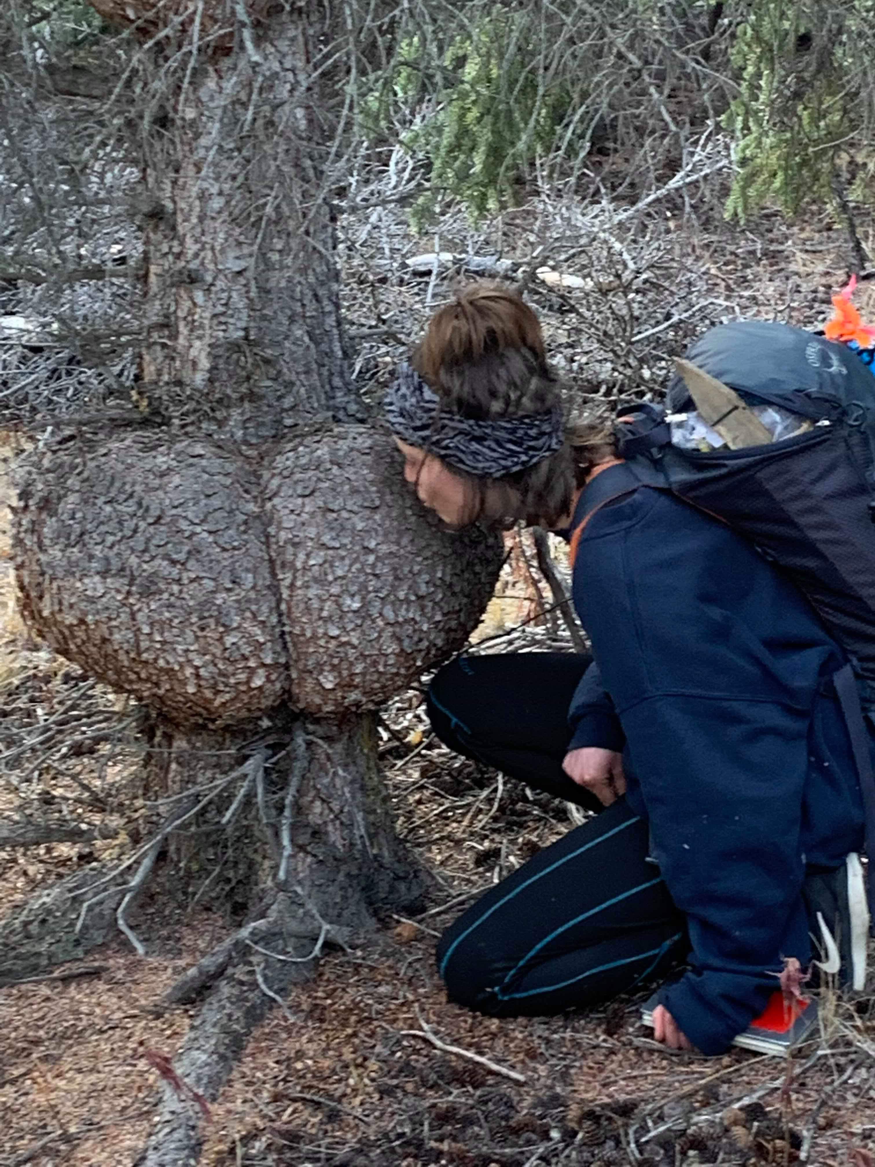 This tree's butt | Scrolller