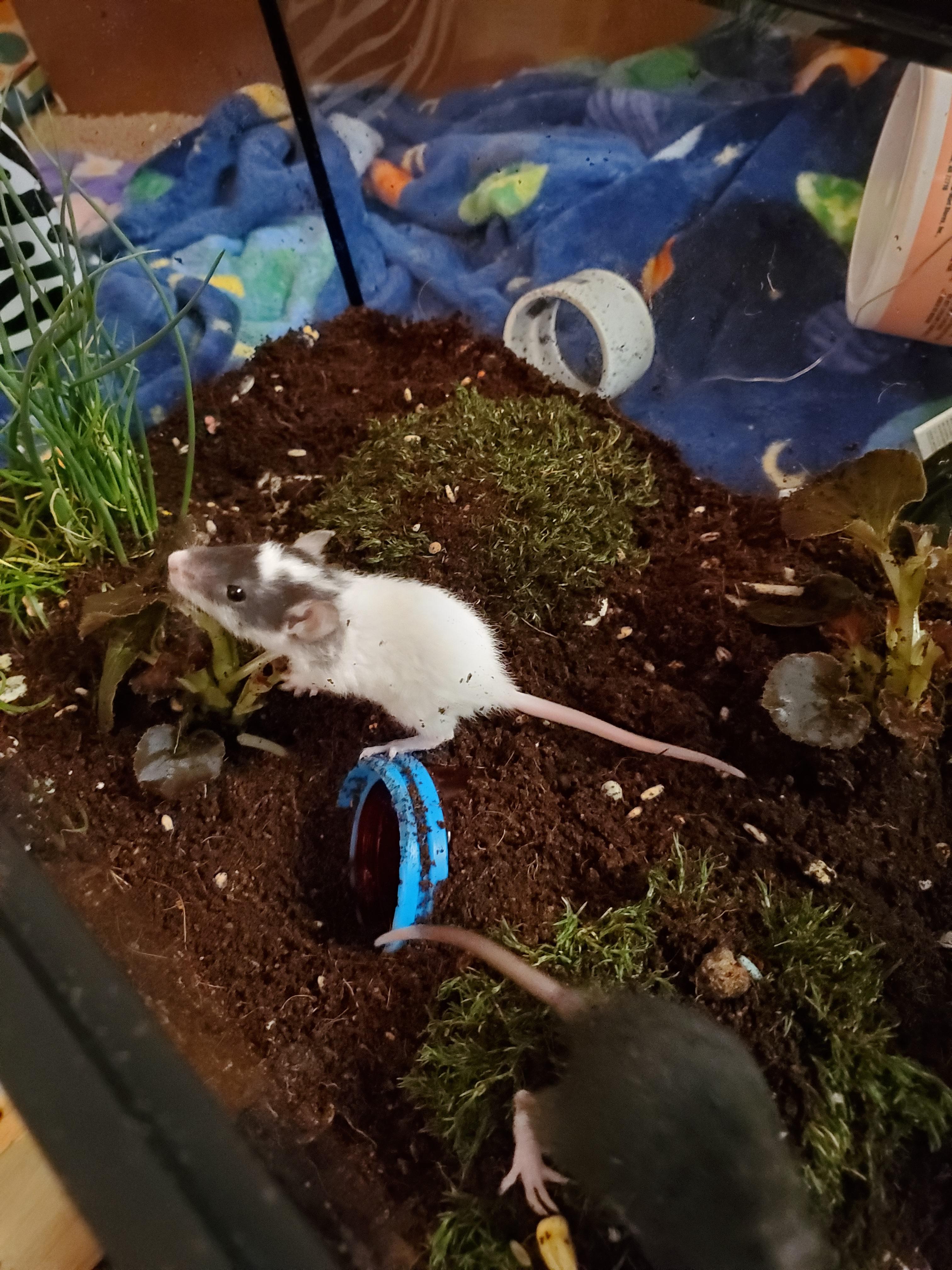 Thor in the new dig box 💕 | Scrolller