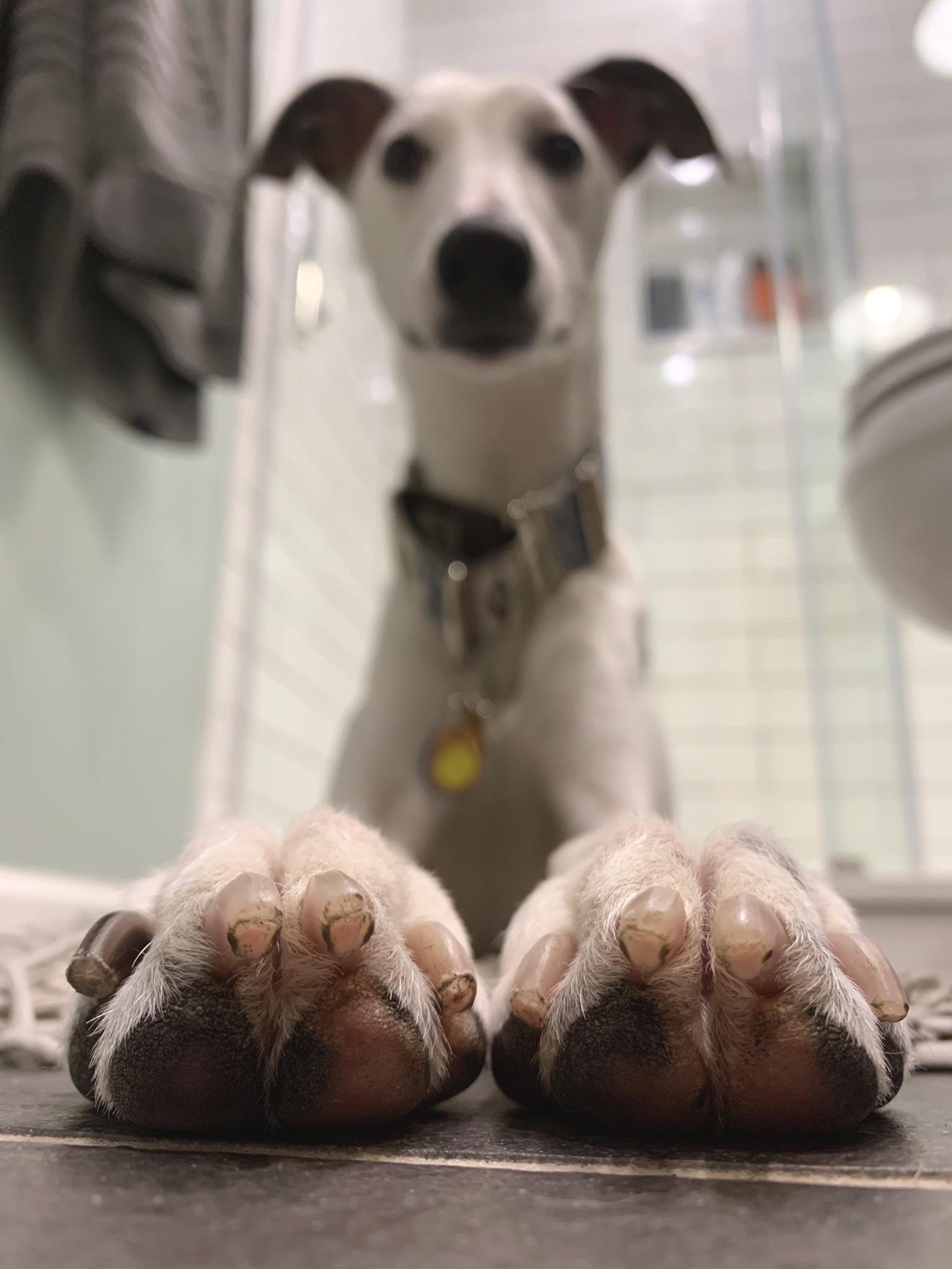 Those paws! | Scrolller