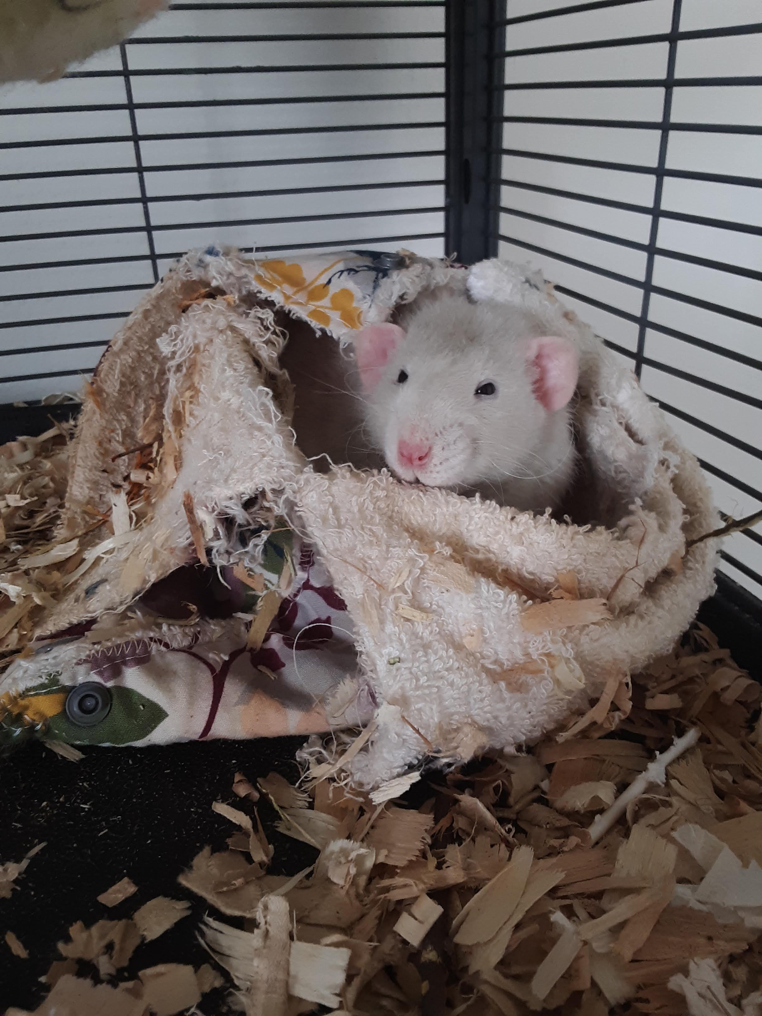 Discover more like RATS: Those sleepy eyes melt my heart and Related Content | Scrolller