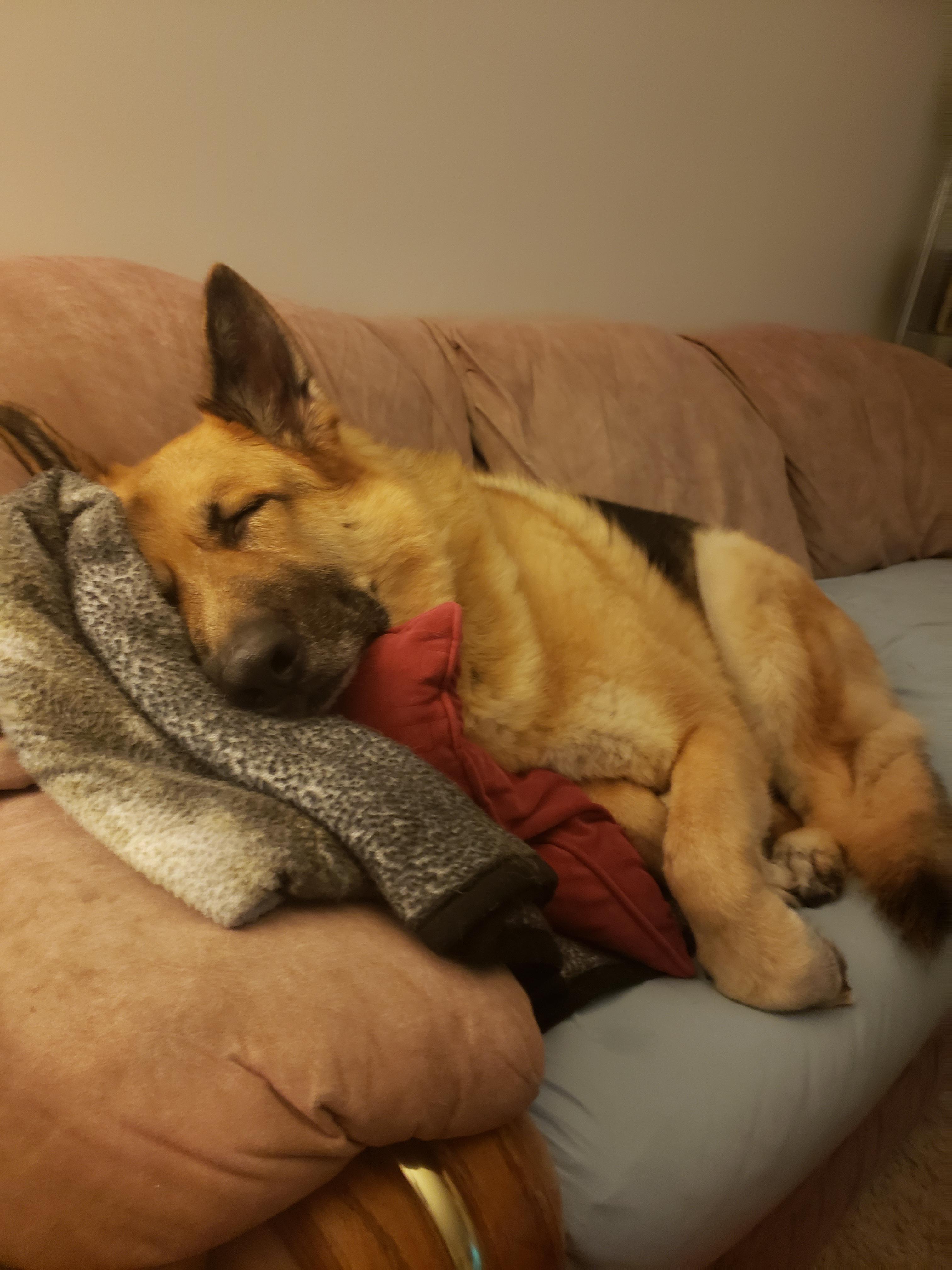 Thought he would have a quick nap. | Scrolller