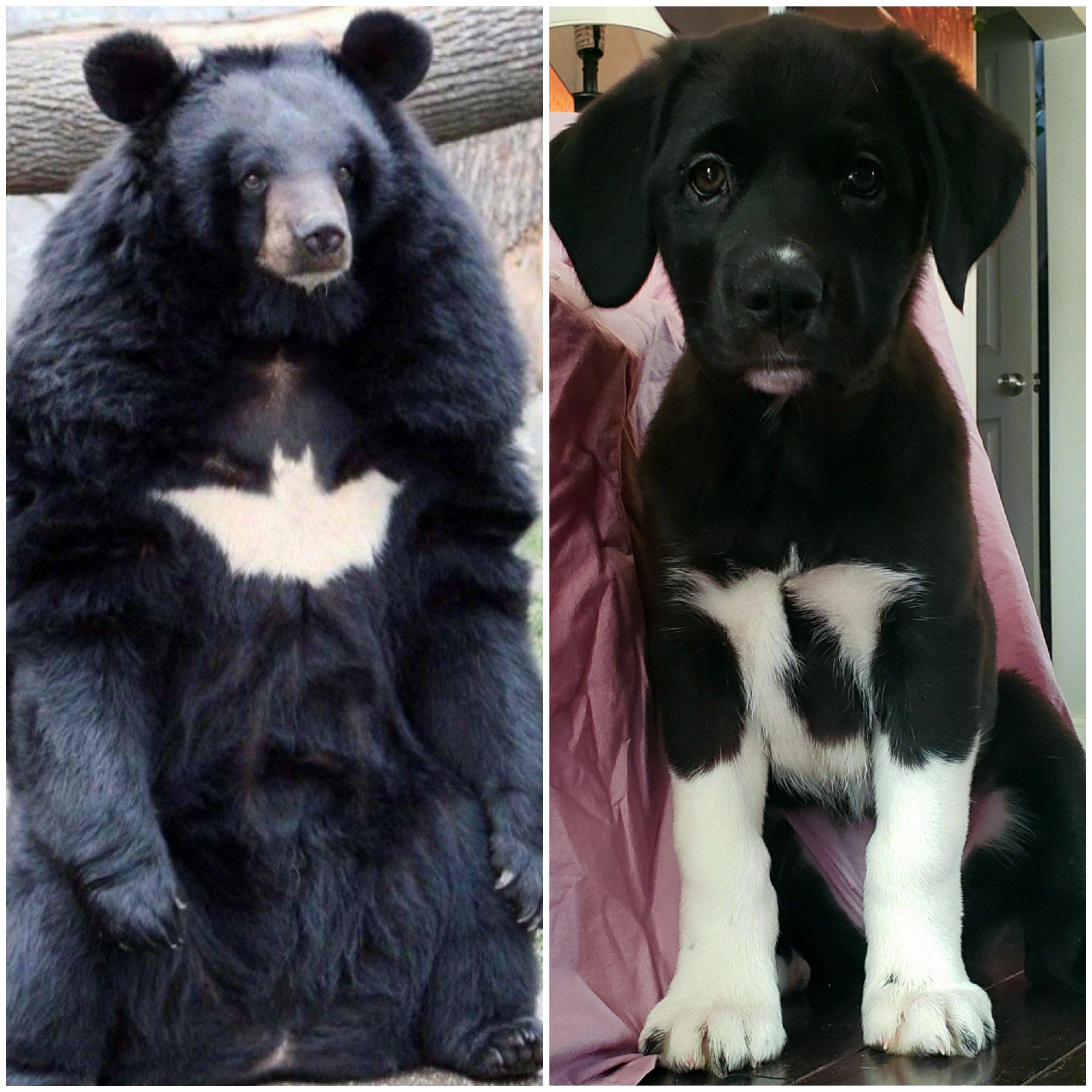 Thought my new Pup looked like this pic on R/Funny | Scrolller