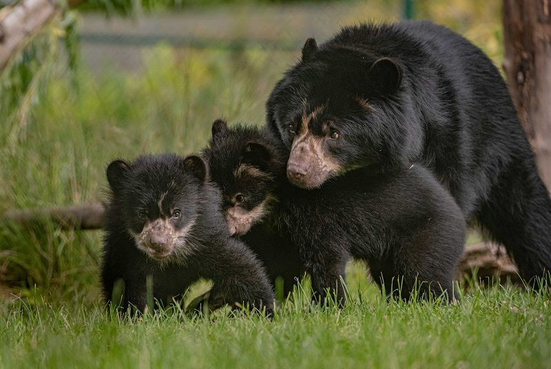 Three Andean bears | Scrolller